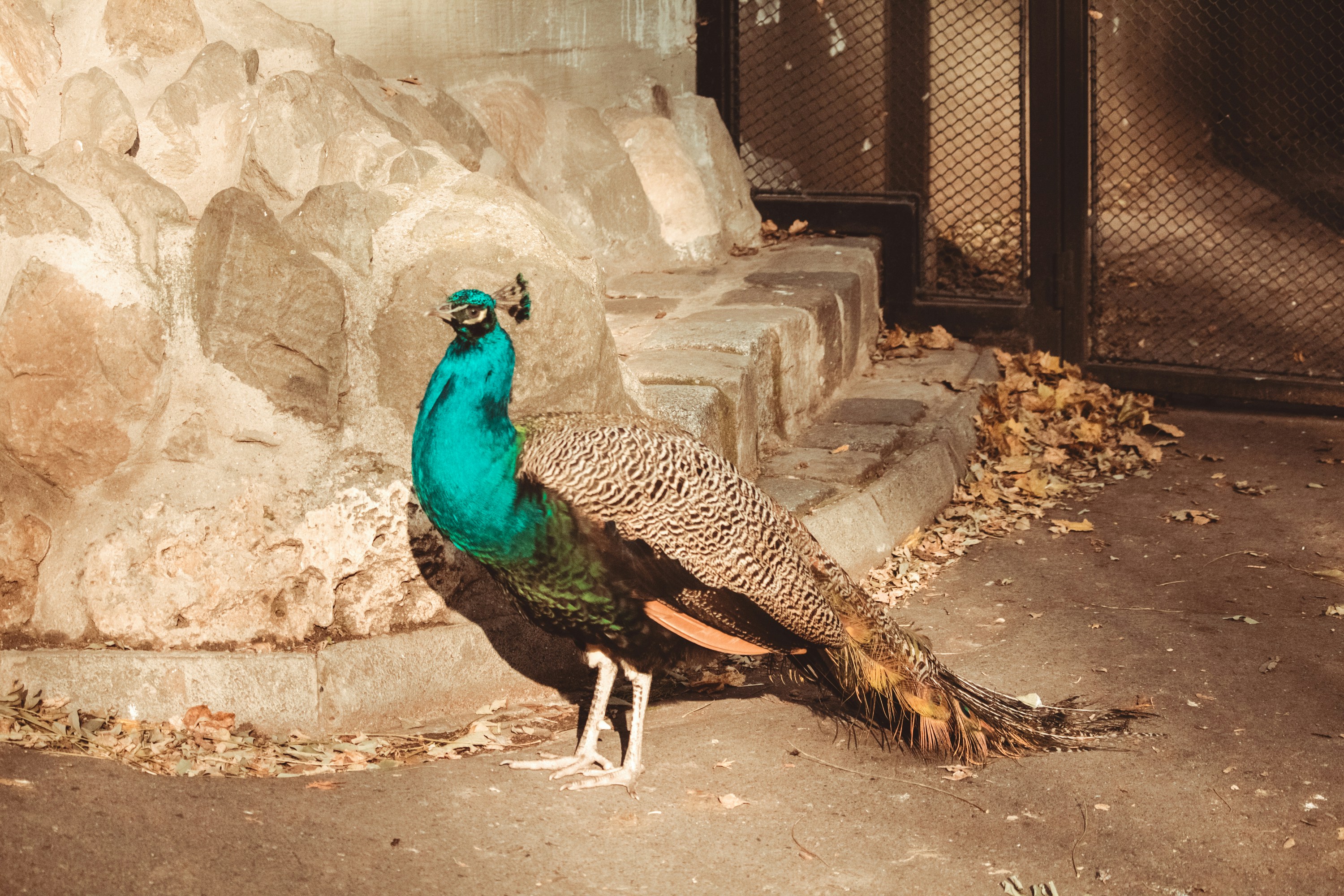 Emerald-Necked Peacock at the Stone Courtyard Gate