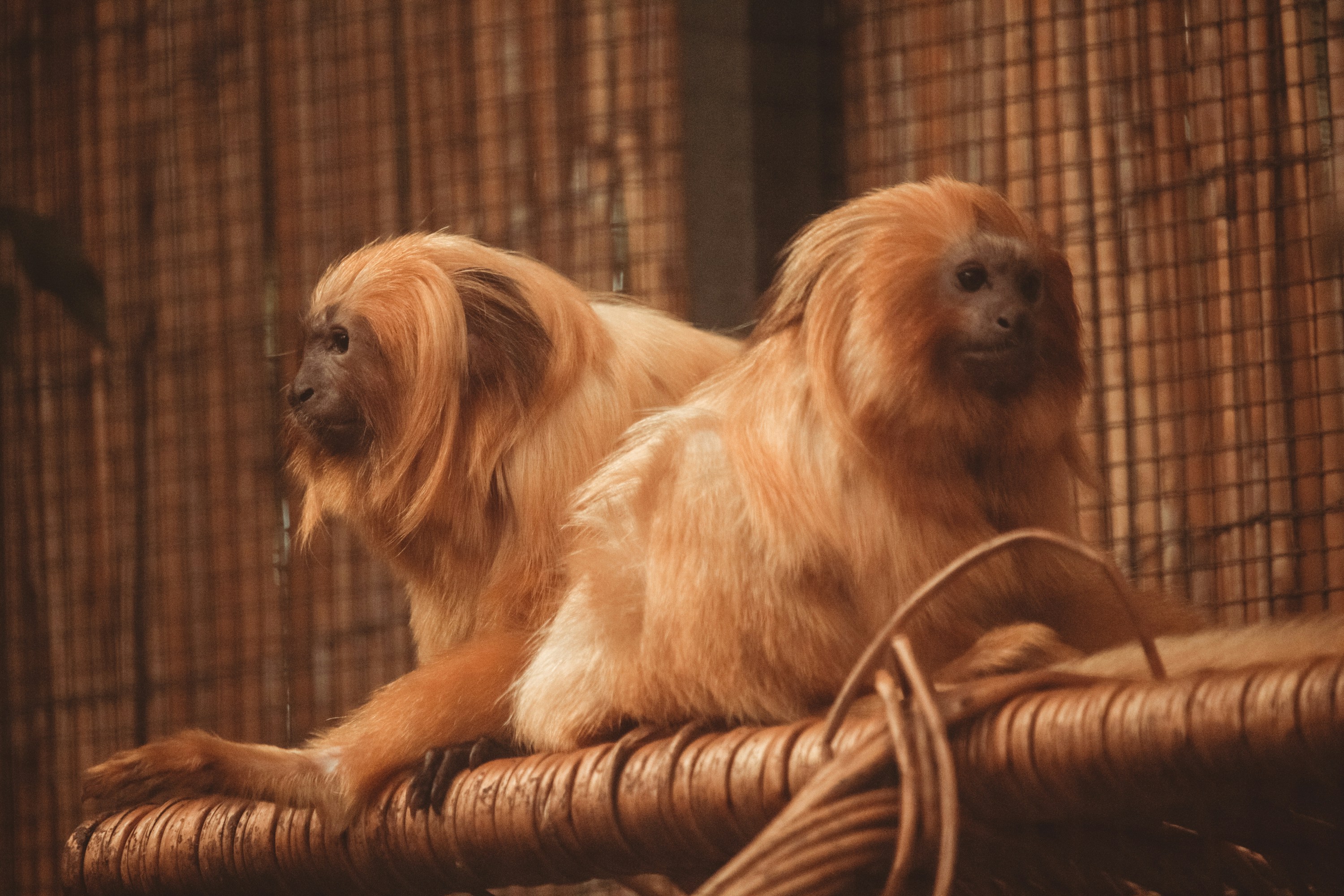 Amber Duet on a Wicker Ledge: Golden Lion Tamarins