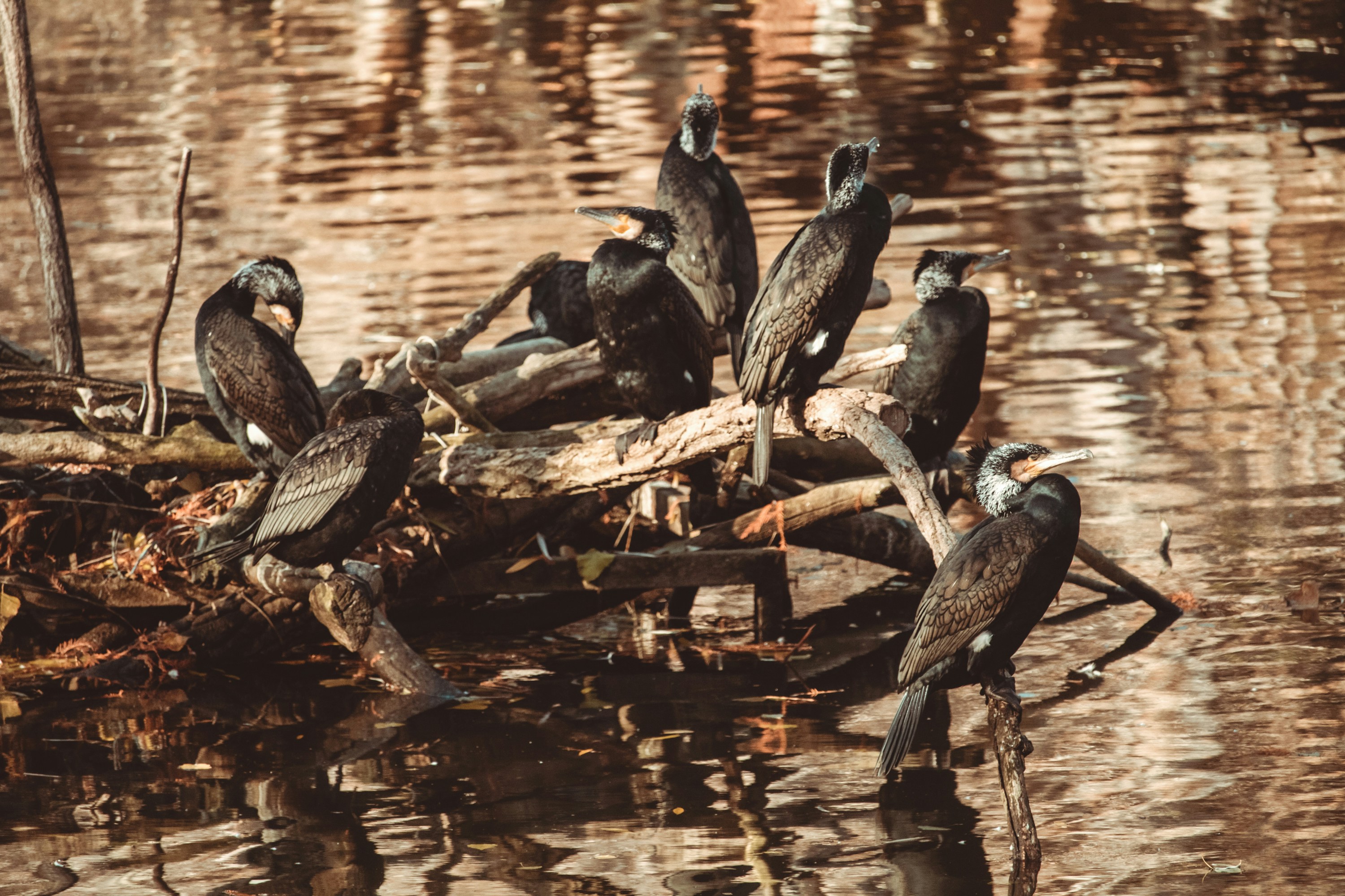 Photo by Jan Oblak with Canon EOS 1300D