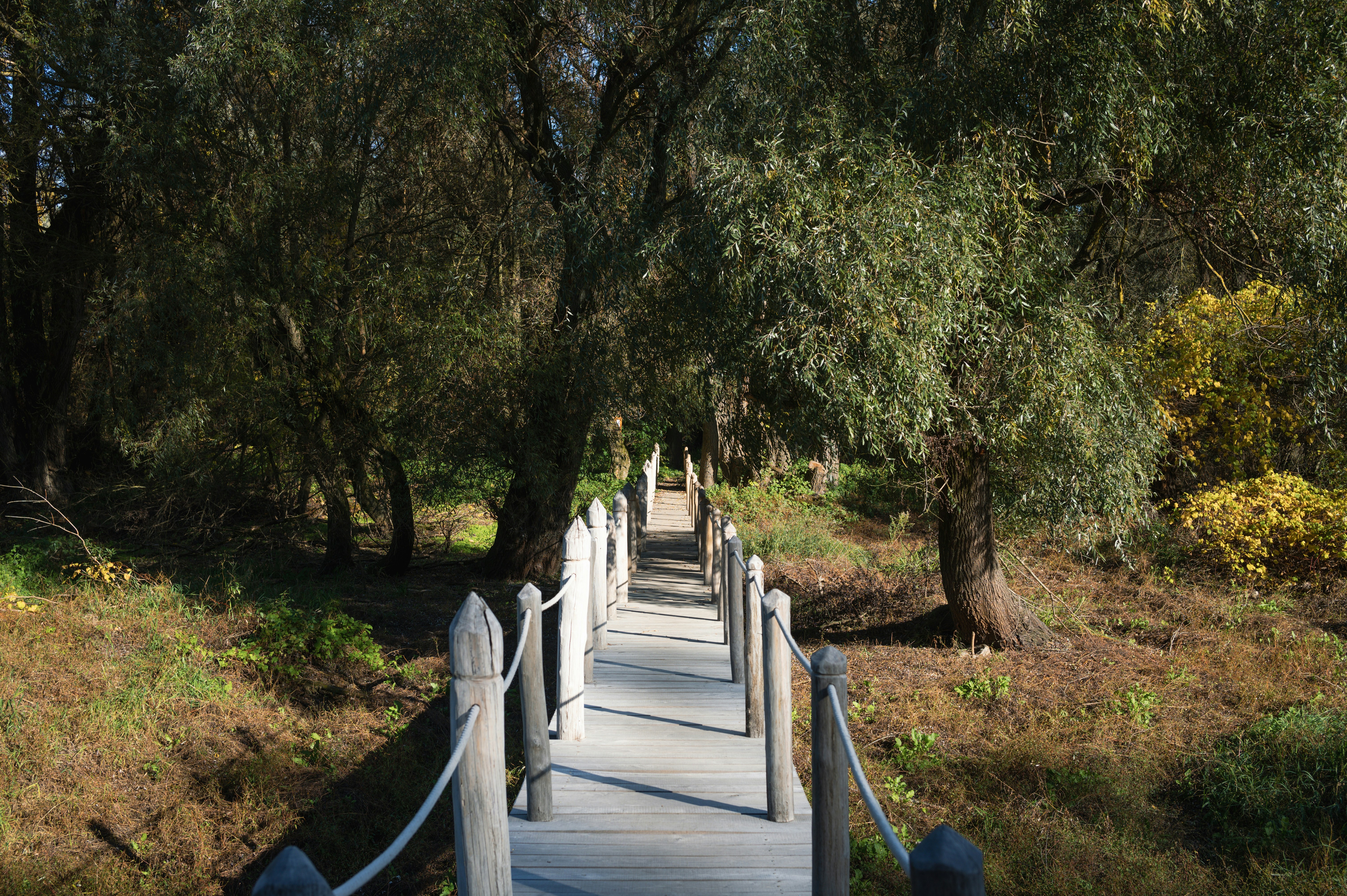 A wooden walkway in a park with trees photo – Free Forest Image on Unsplash