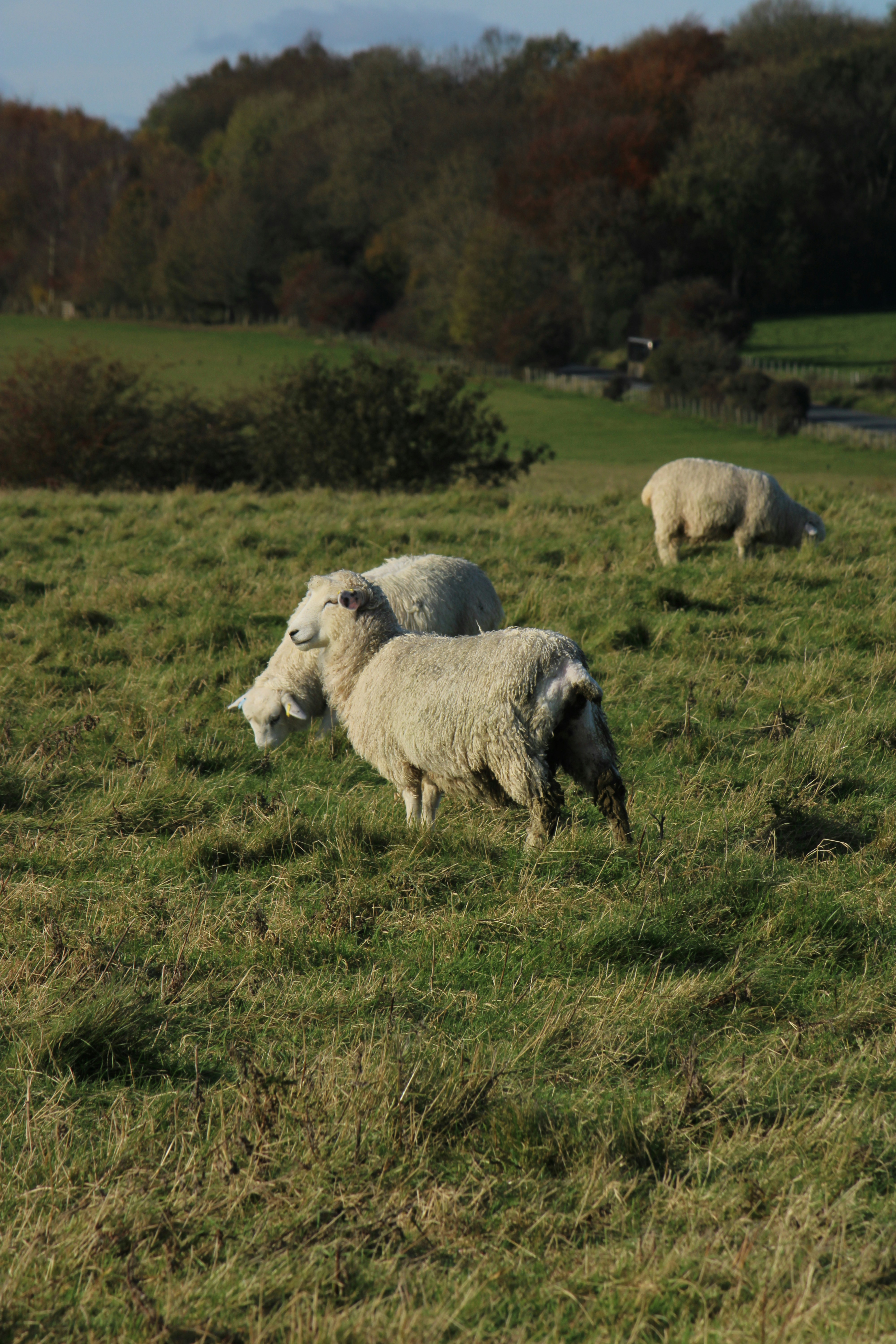 A herd of sheep grazing on a lush green field photo – Free Sheep Image ...