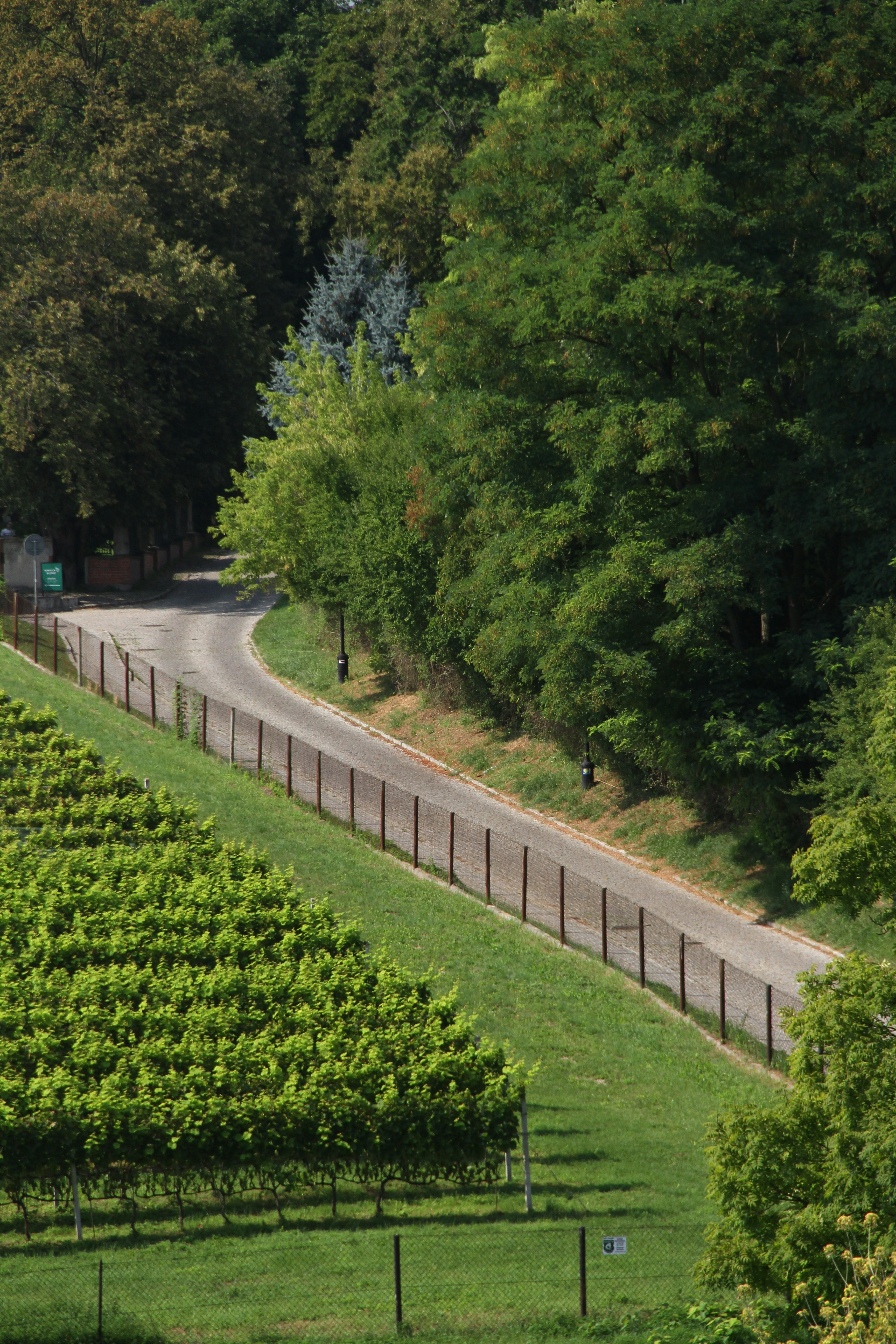 Curve of Quiet Green: A Park Path Meanders Through Light and Shadow