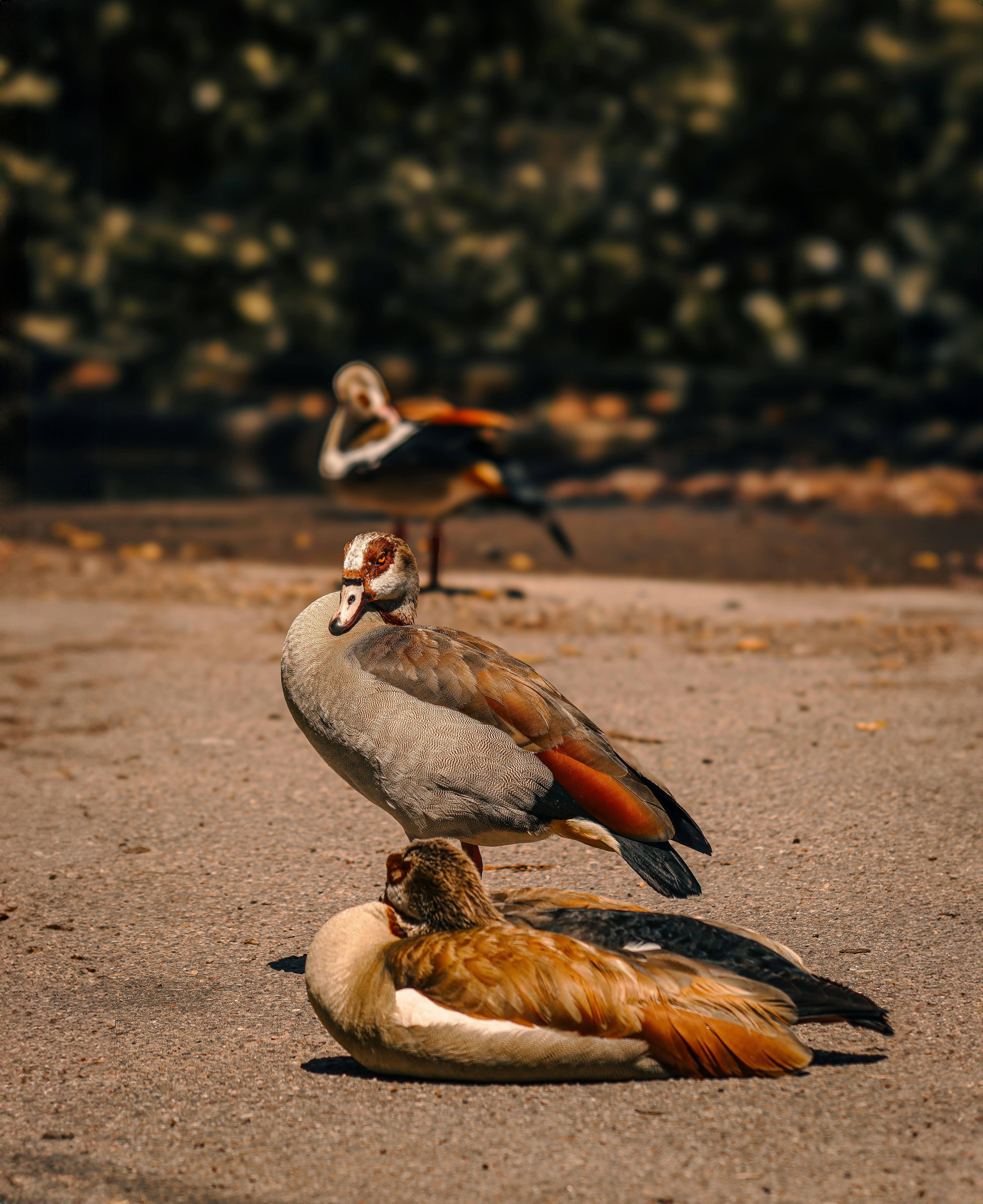 A group of birds standing on top of a sandy beach photo – Free Durban ...