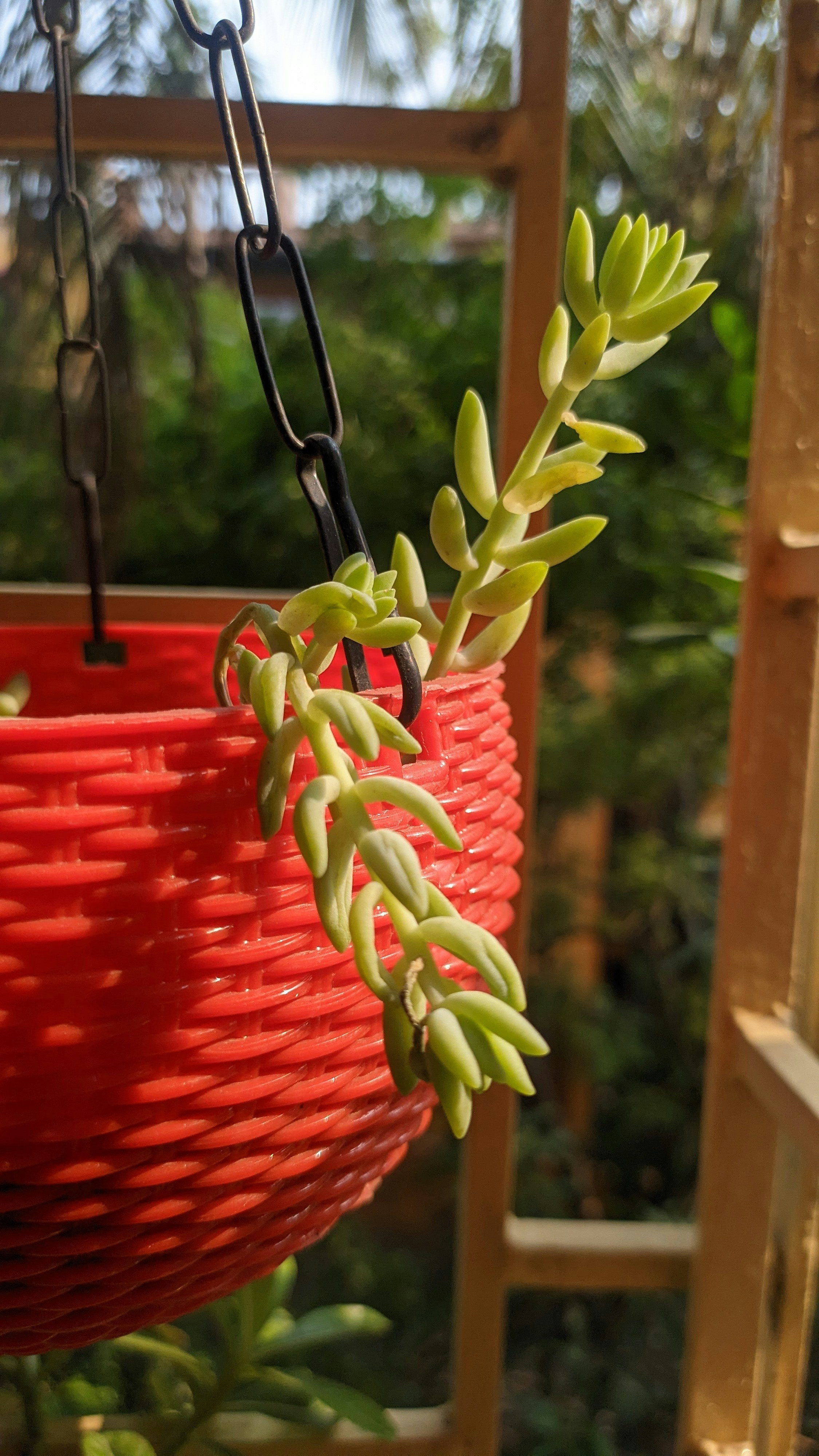 Sunlit Trailing Succulent in a Red Hanging Basket