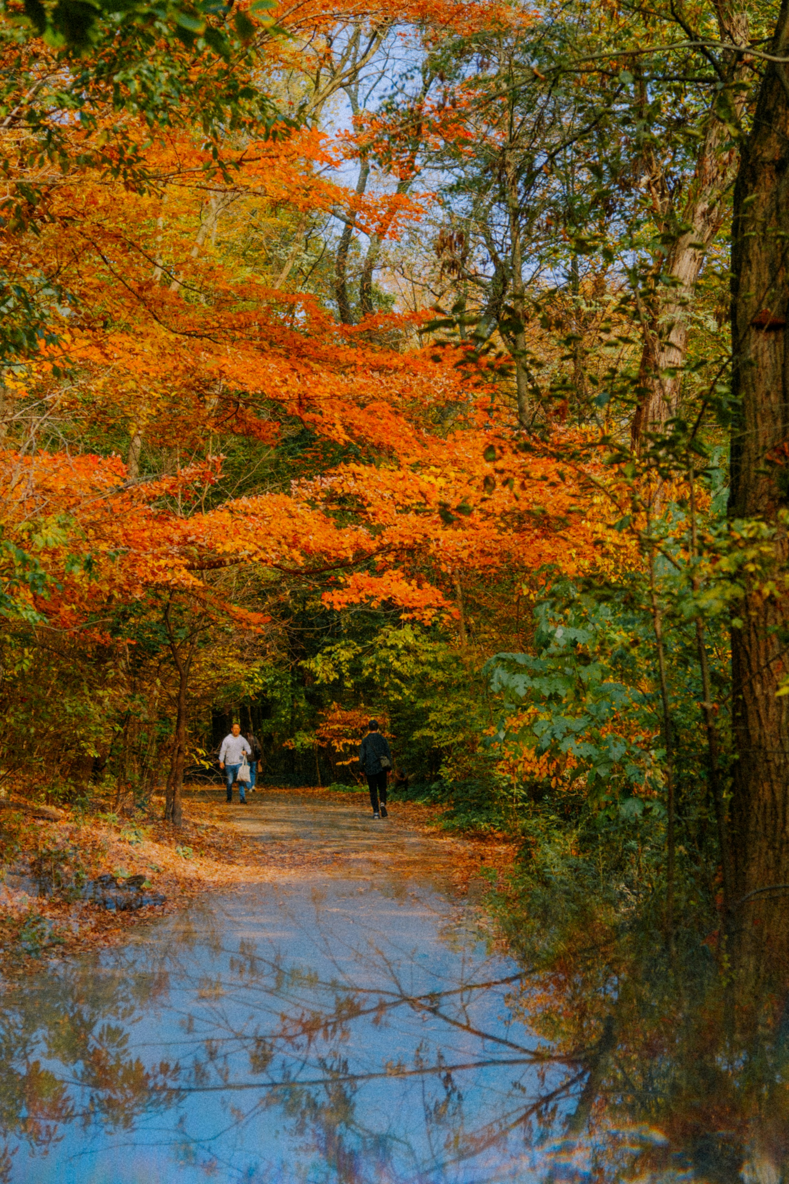 Autumn Corridor: Two Walkers En Route Through a Flame-Orange Forest Path