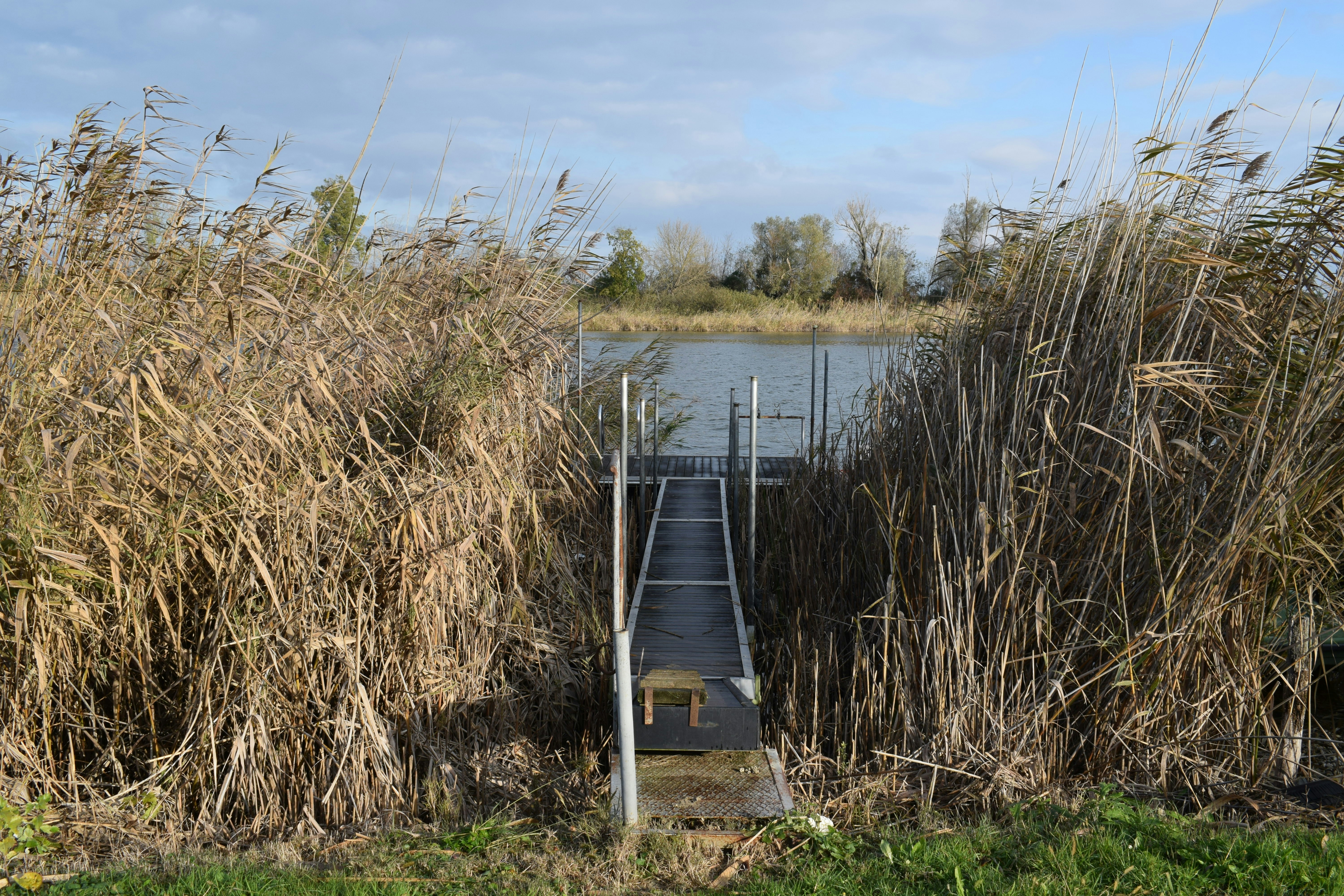 Wooden dock leading to a serene body of water, framed by tall reeds on either side. The calm atmosphere invites exploration.