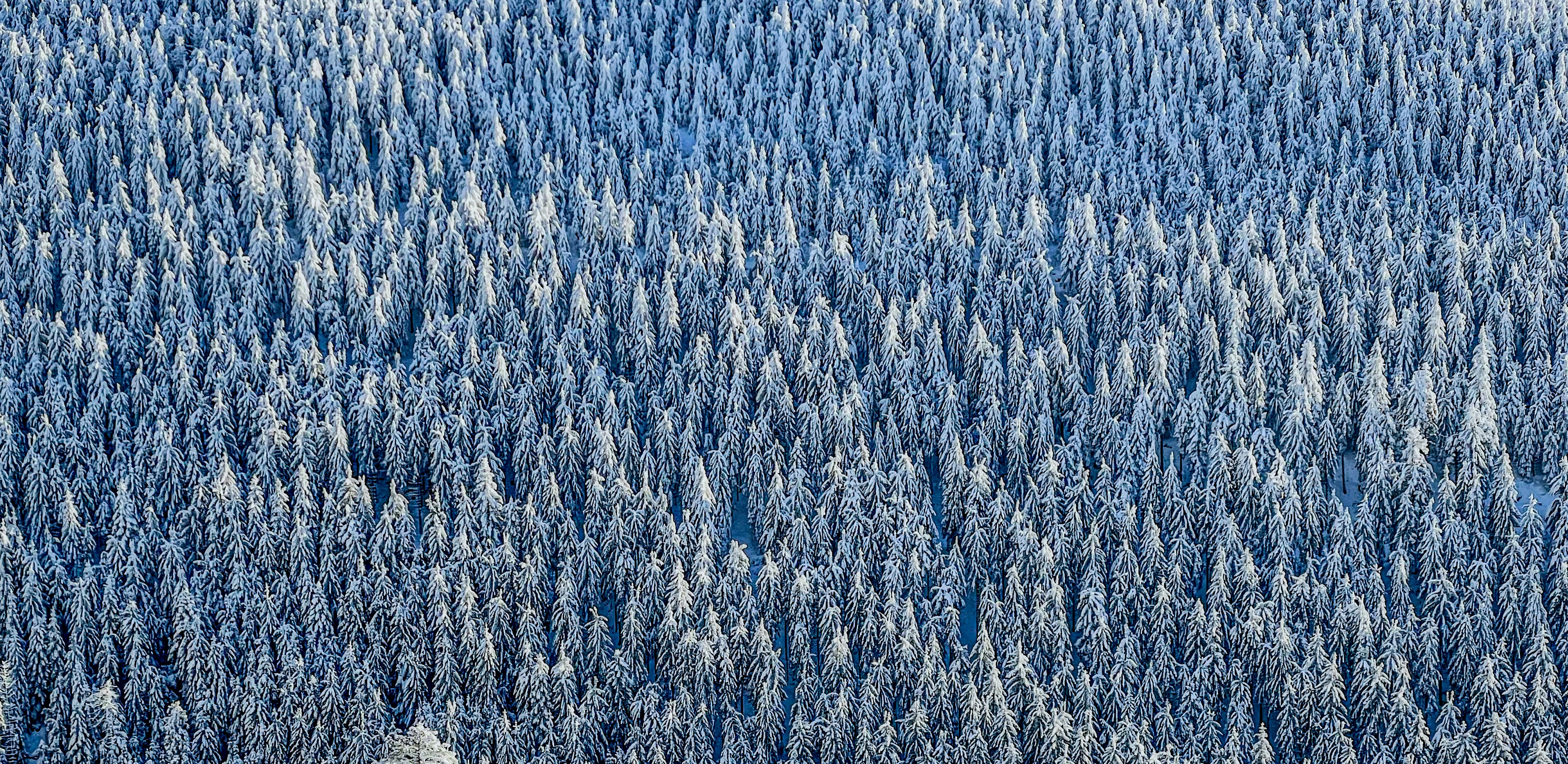 A dense aerial view of a snow-covered coniferous forest, with the trees creating a textured pattern of white and dark blue shades under the light of a clear day.
