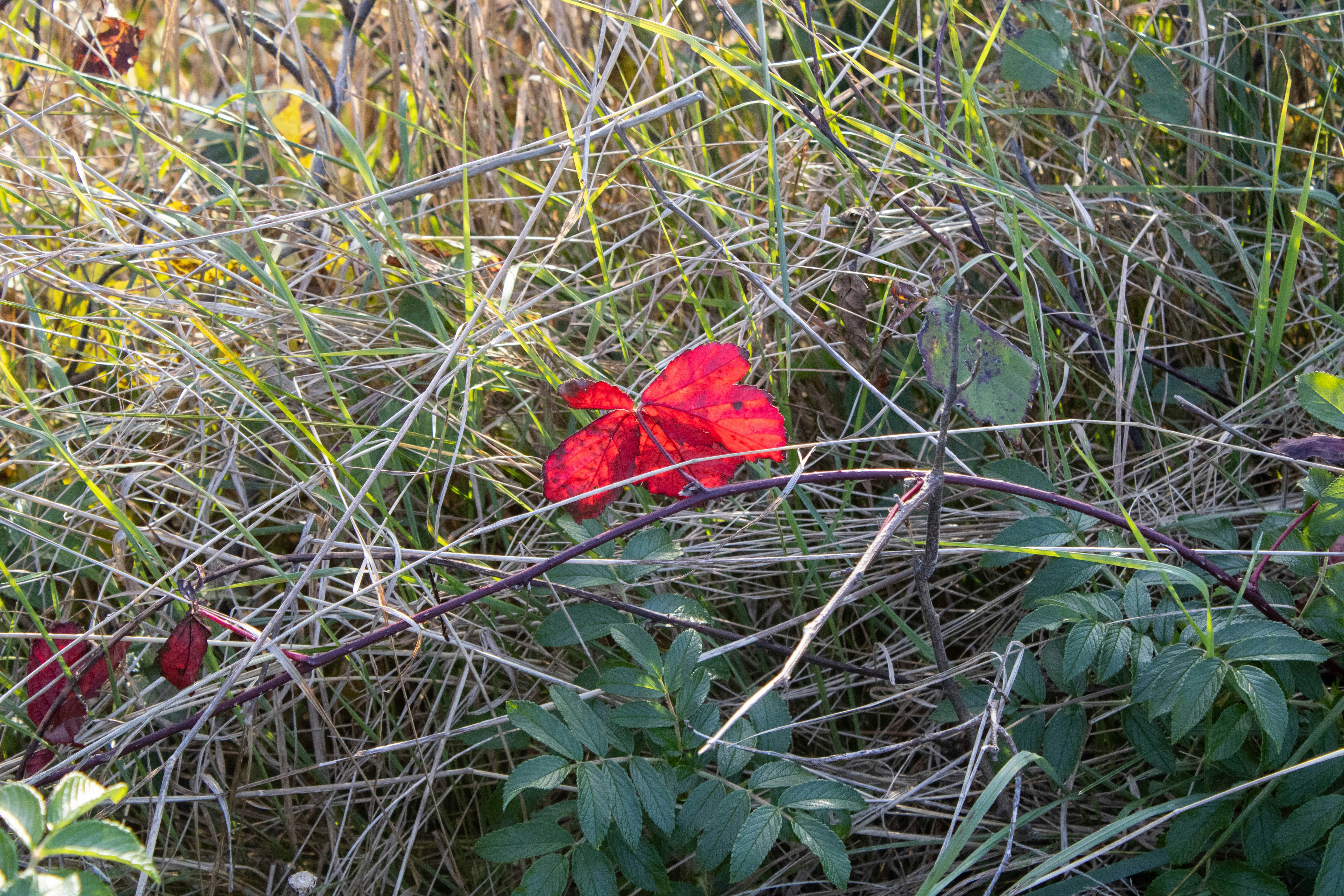 Photo by LaDawn Preuninger with Canon EOS 2000D