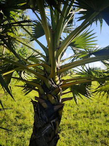 Palm Crown Convergence: Sunlit Fronds Embrace a Central Trunk