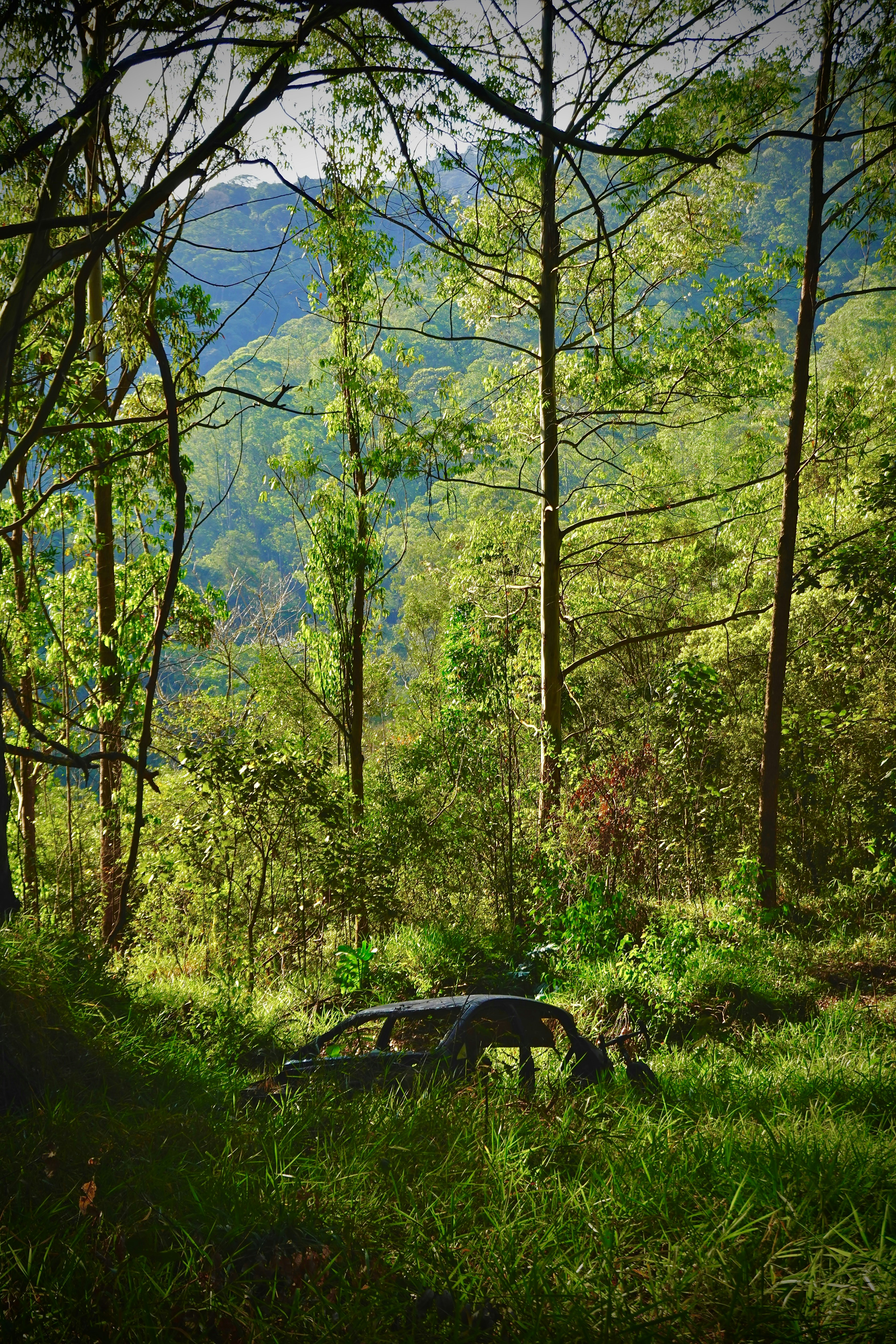 Emerald Canopy, Silent Relic: a Car Remnant in a Mountain Glade