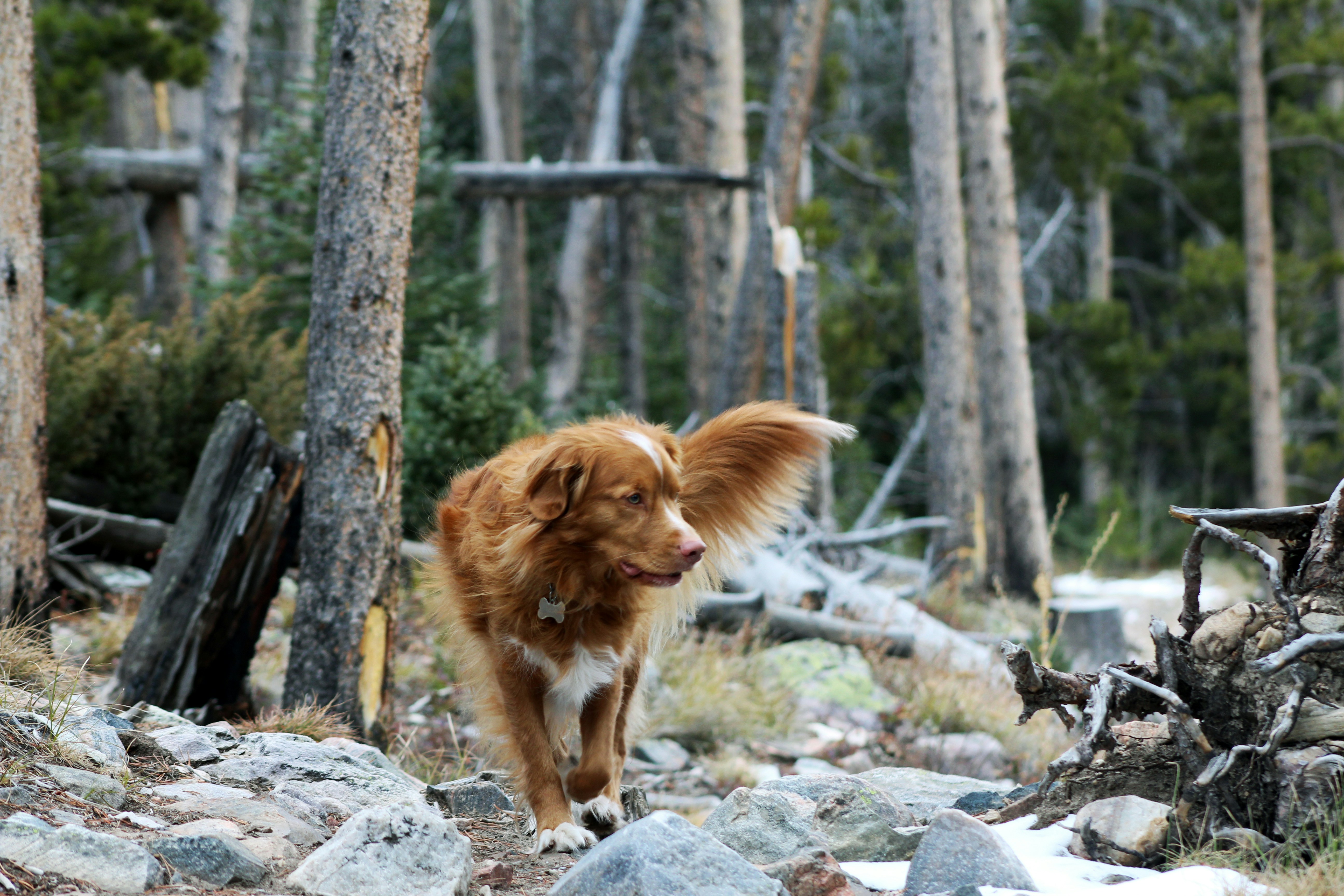 Golden dog navigating a rocky forest trail surrounded by tall trees.
