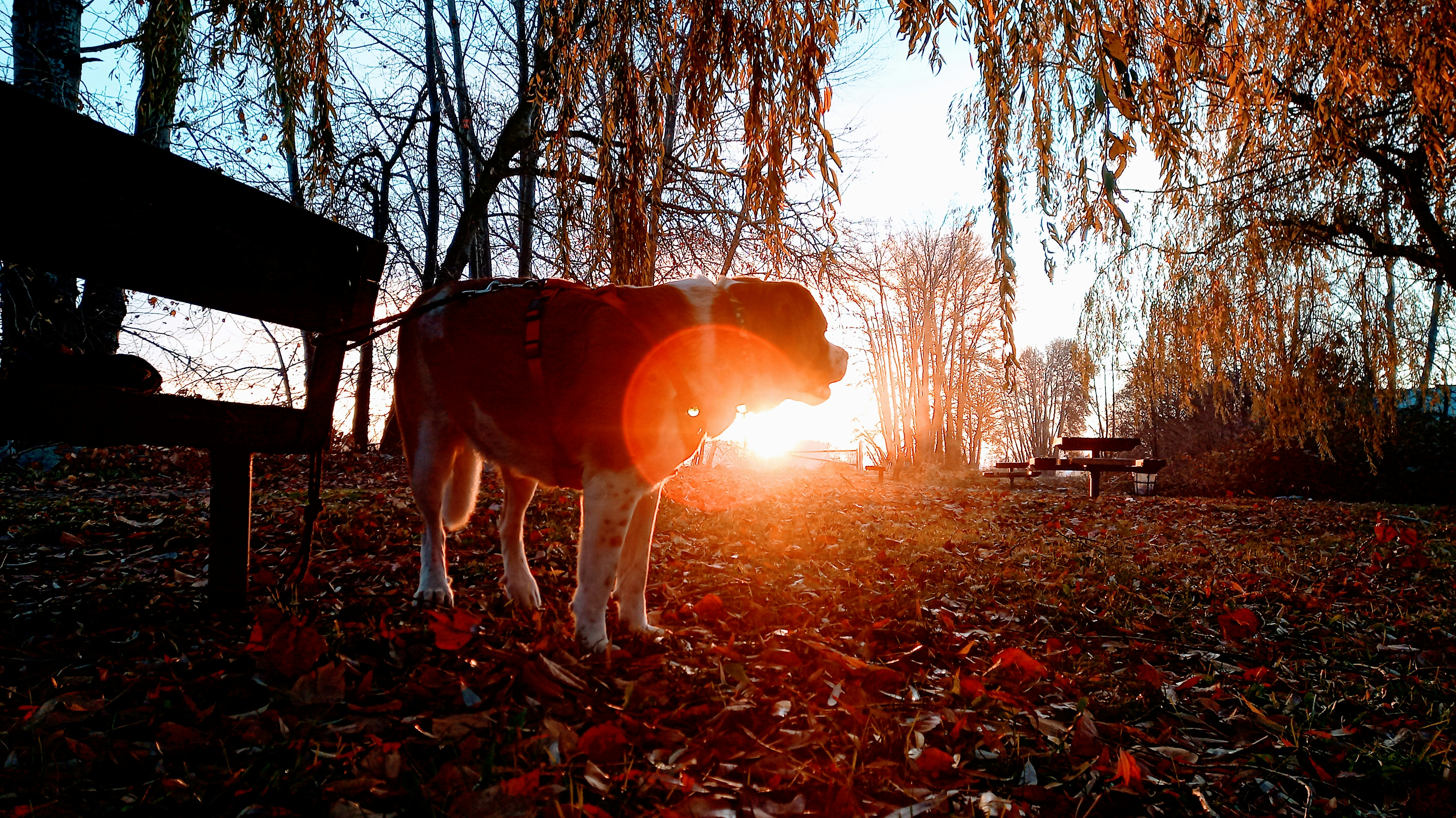 The dying light & St Bernard