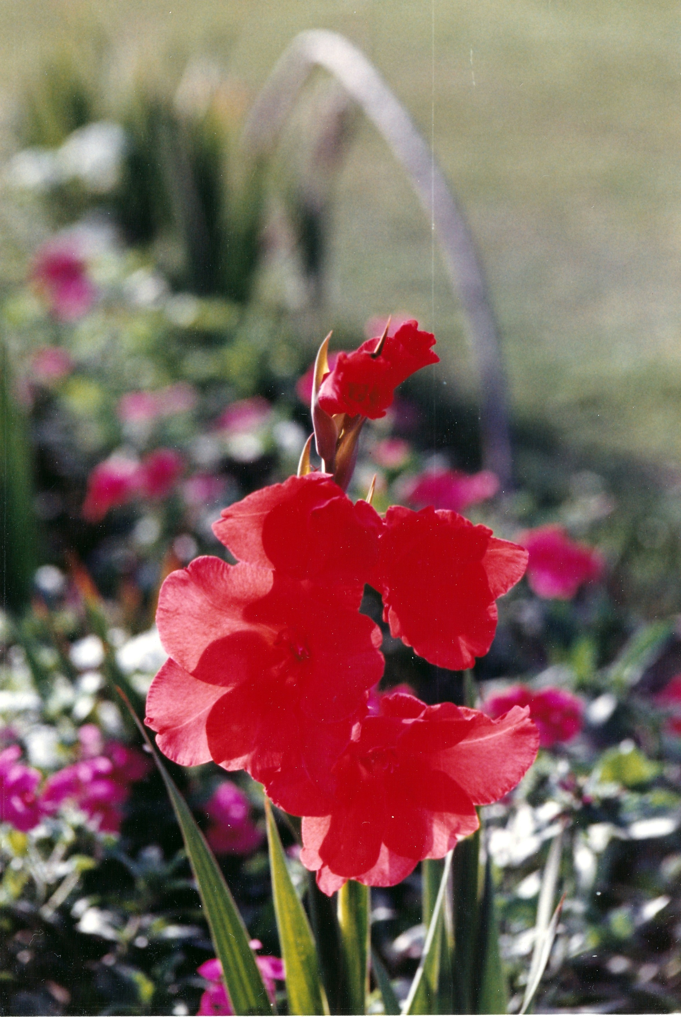 Crimson Gladiolus in a Sunlit Garden