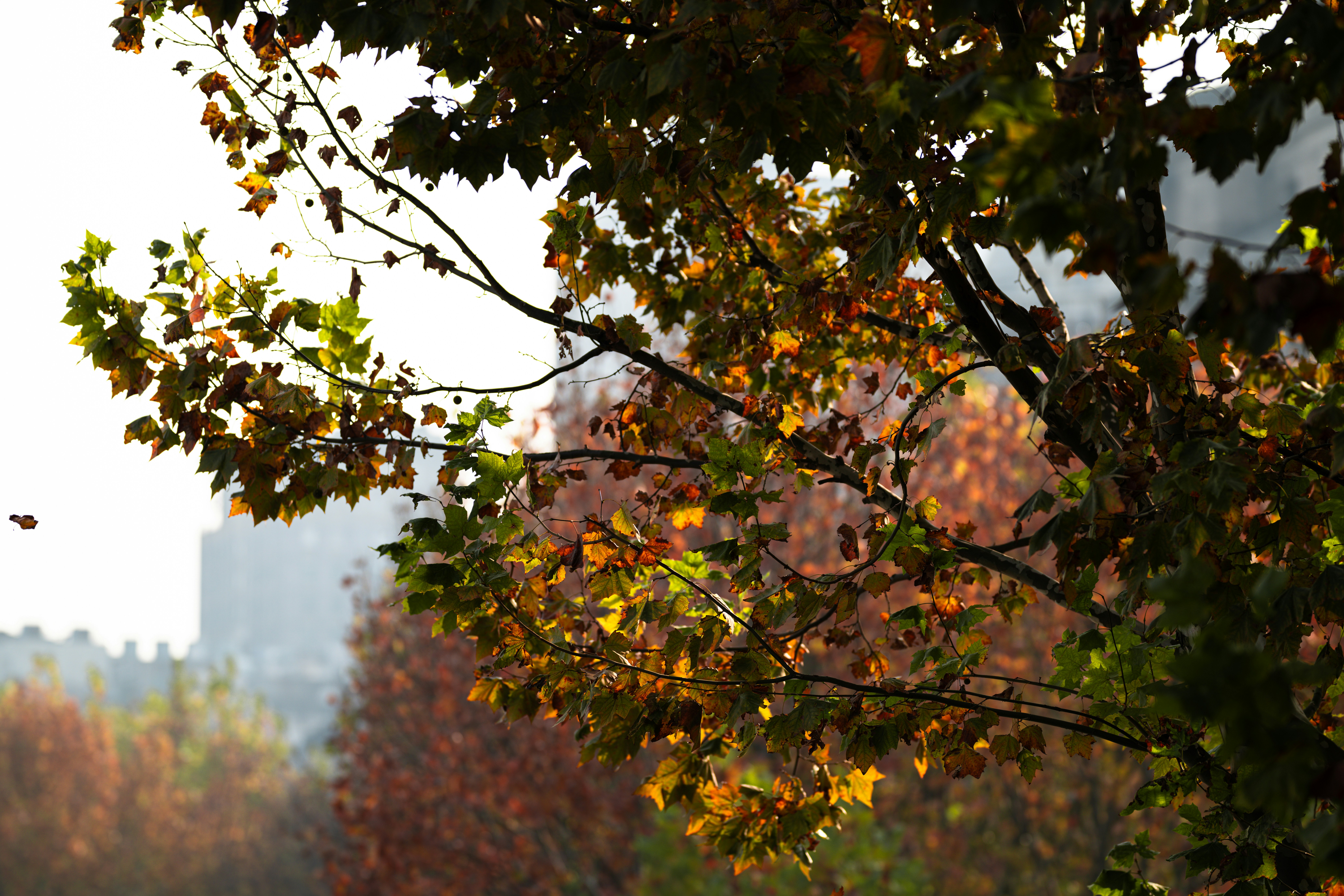 A leaf falls from the tree
