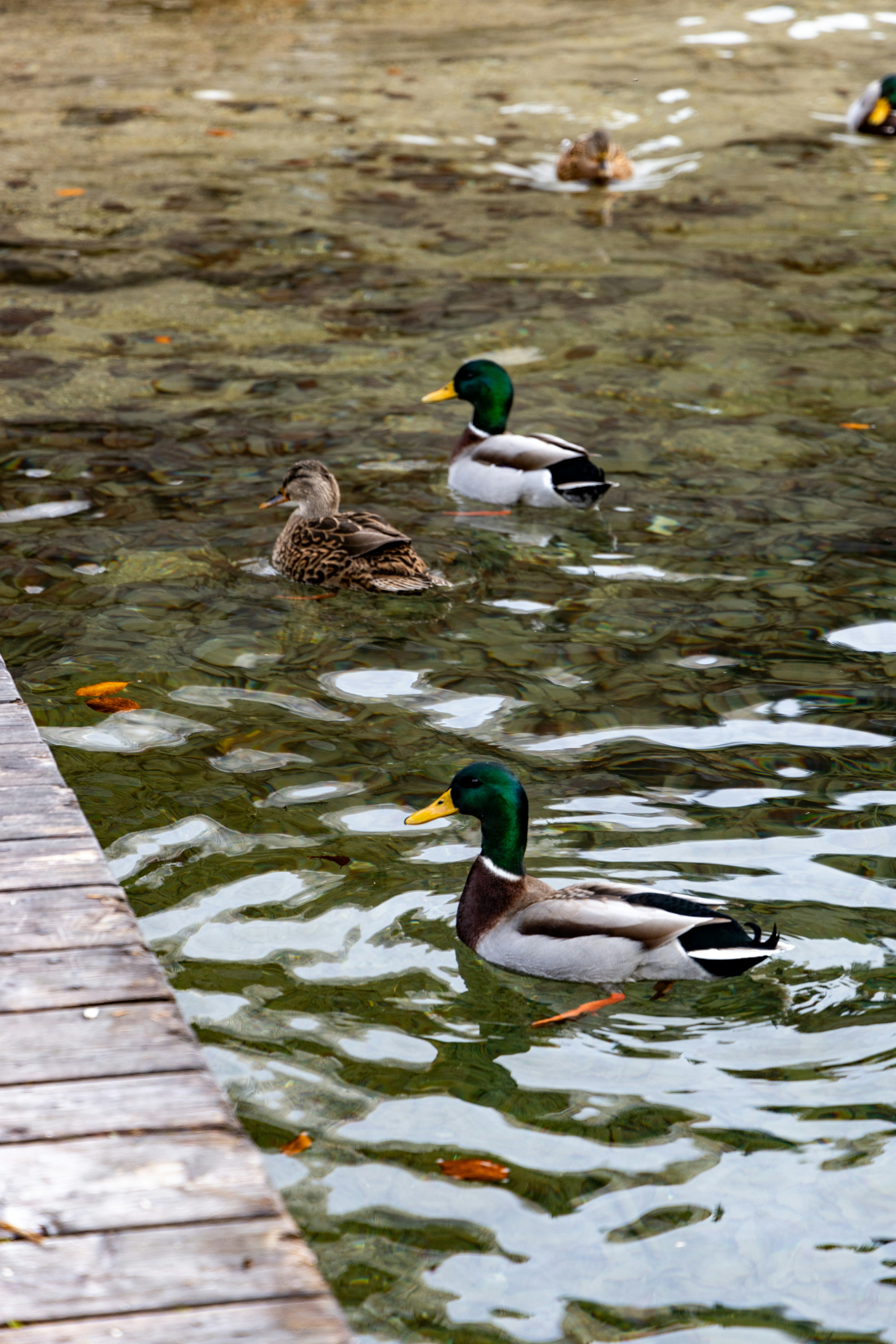 Dockside Reverie: Mallards Glide Across a Quiet Lake