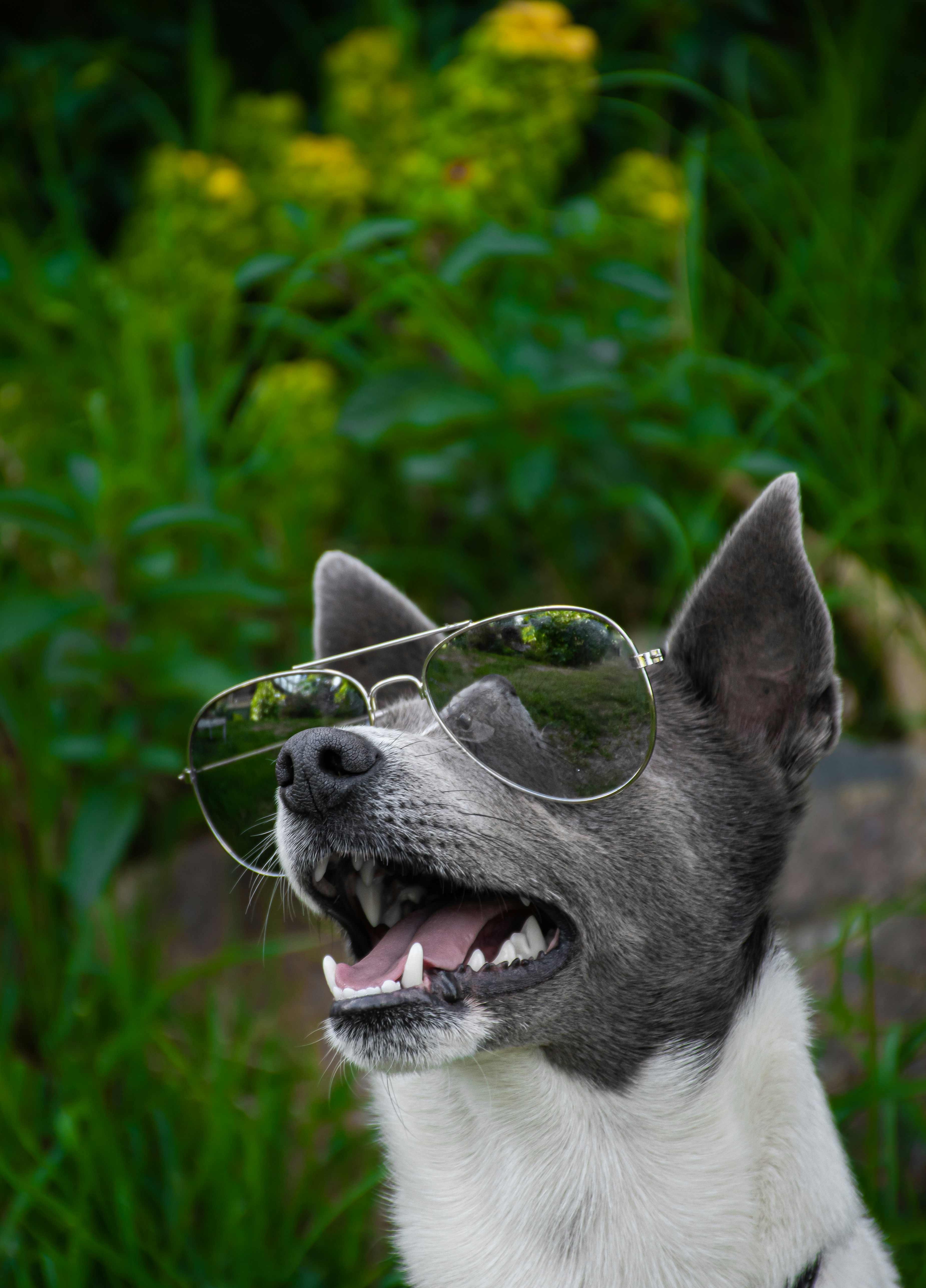 Dog Wearing Sunglasses