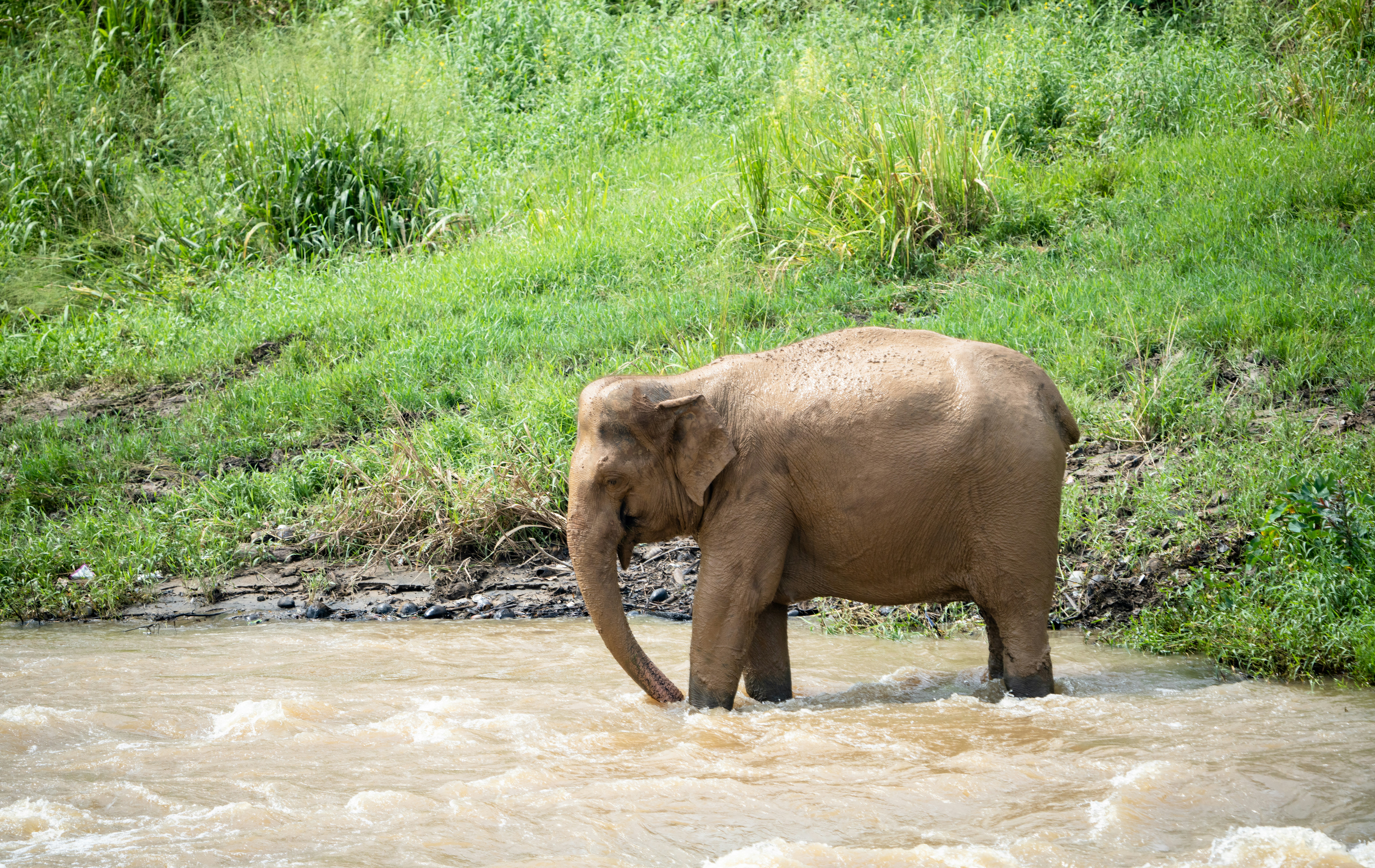 An elephant standing in a river with grass and bushes in the background ...