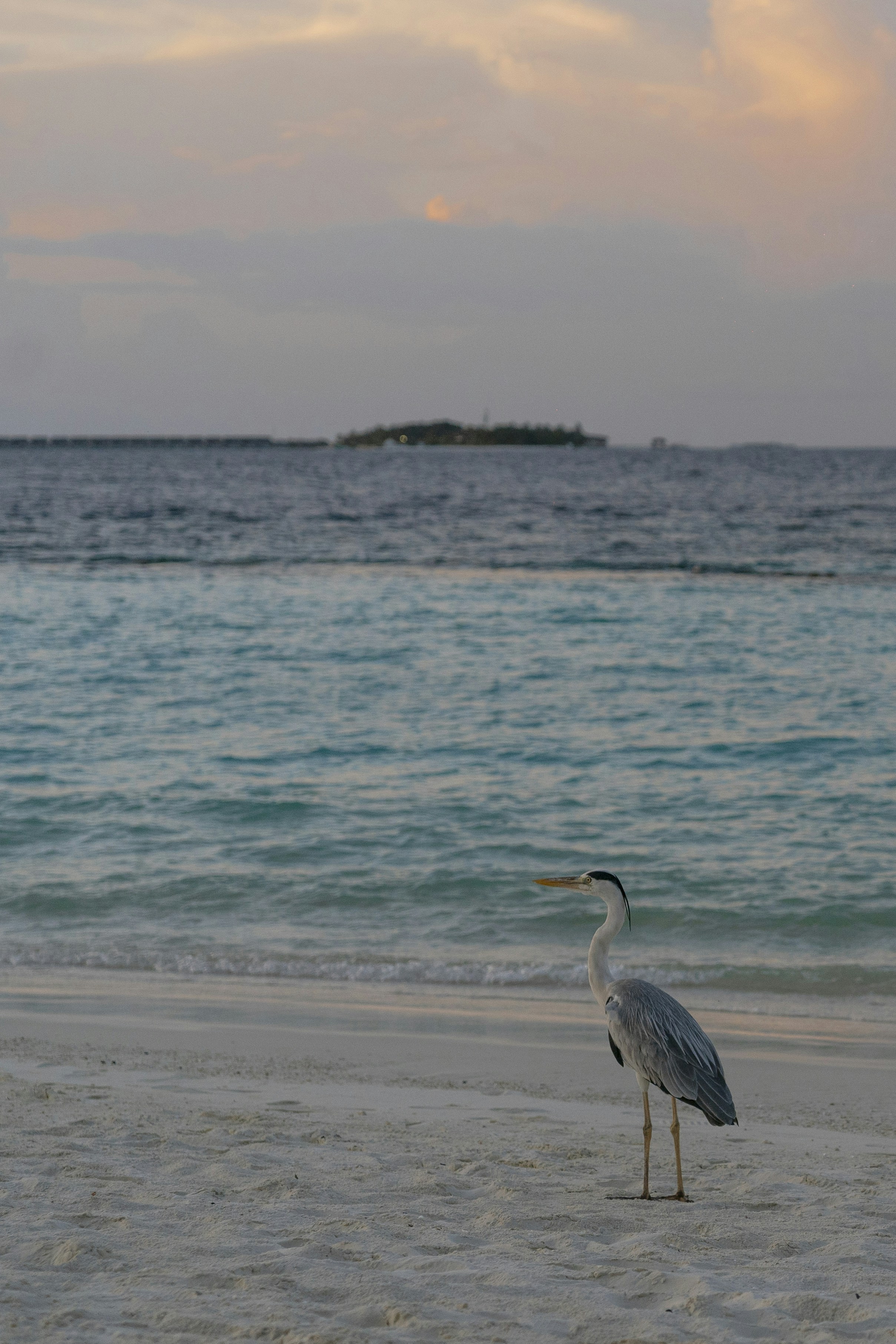 Lonely Heron on a Quiet Shore at Dusk