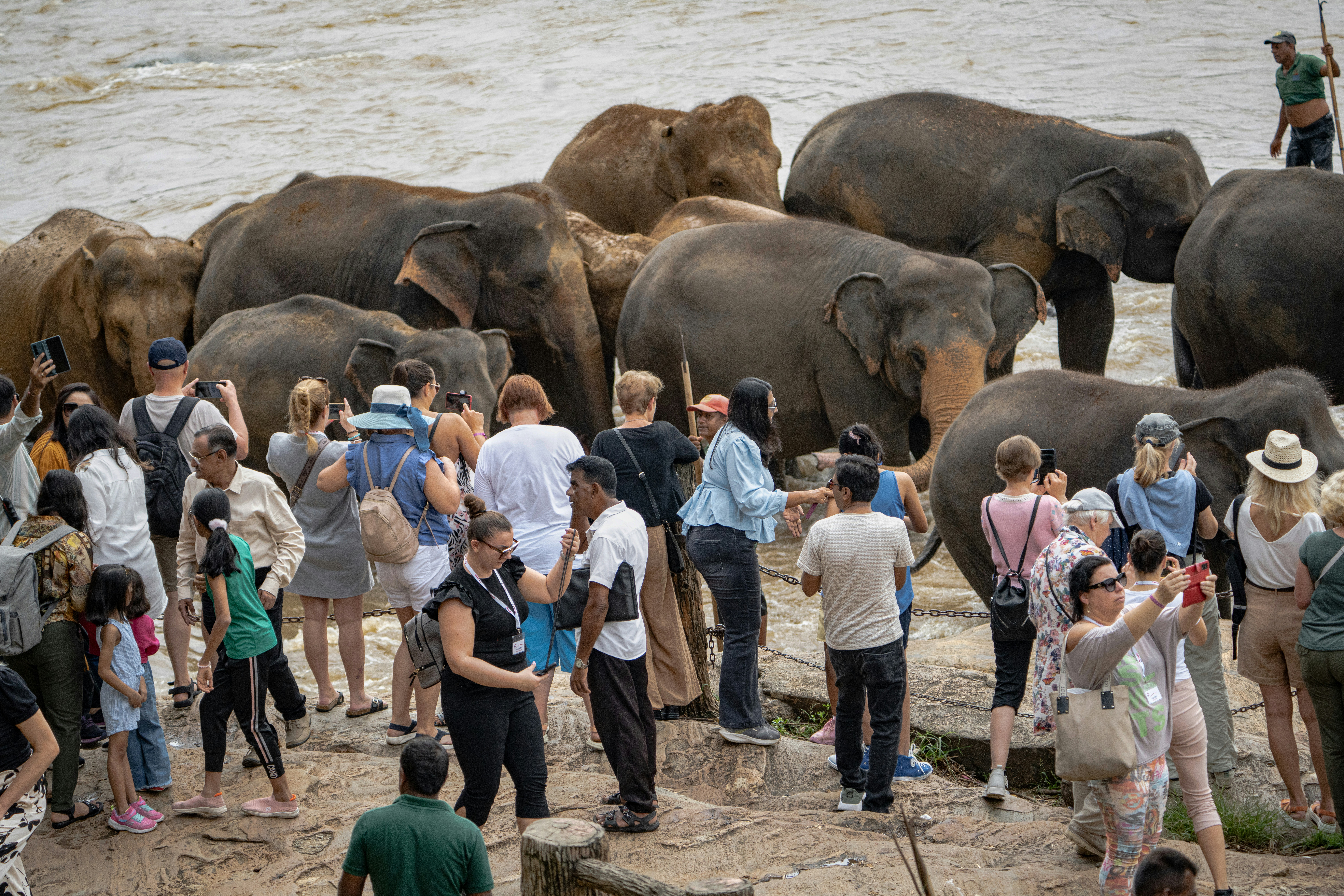Riverside Encounter: Elephants Quietly Stand Ground Among Curious Tourists
