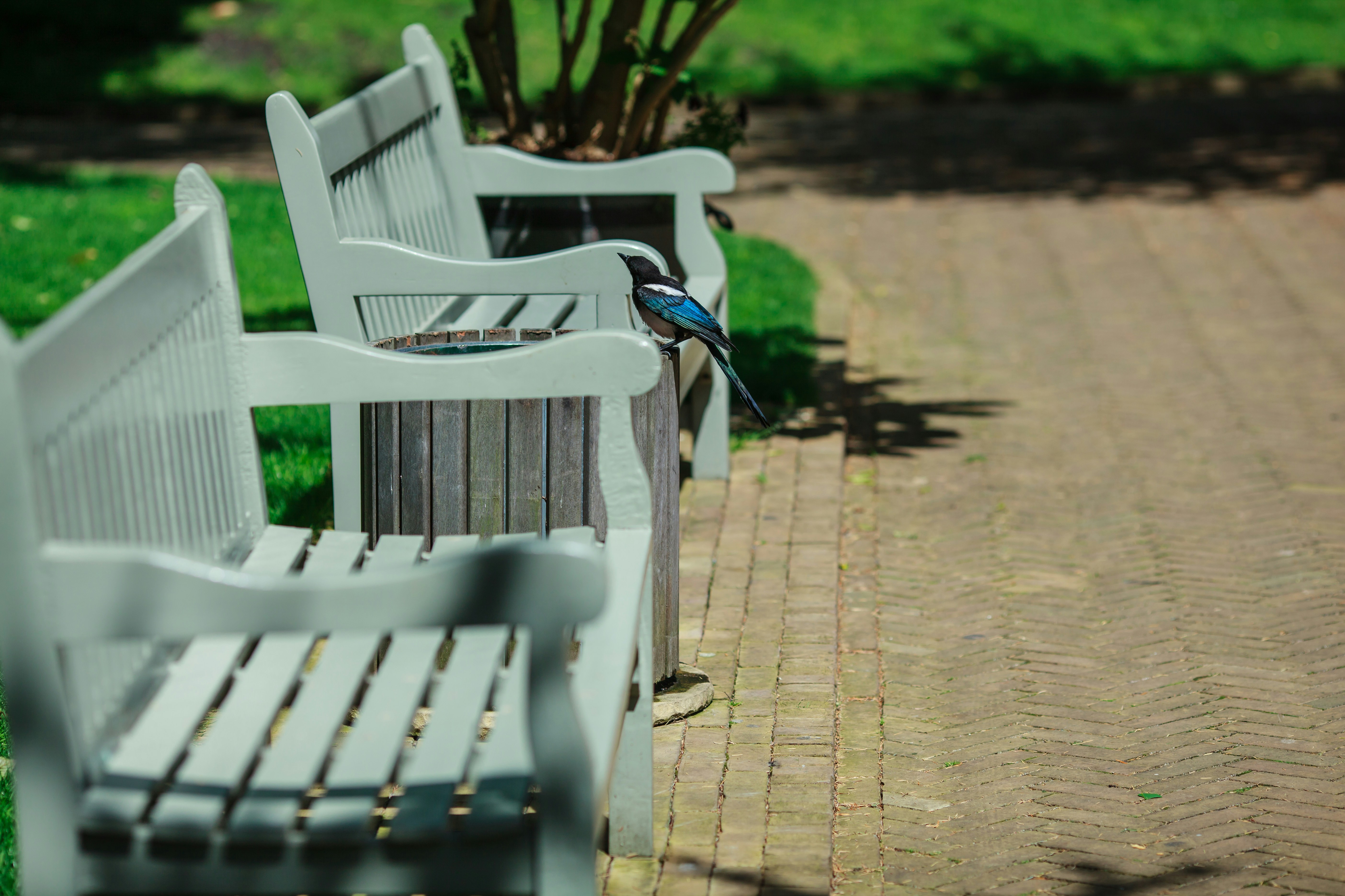 Bluebird Perch Along a Quiet Row of Park Benches