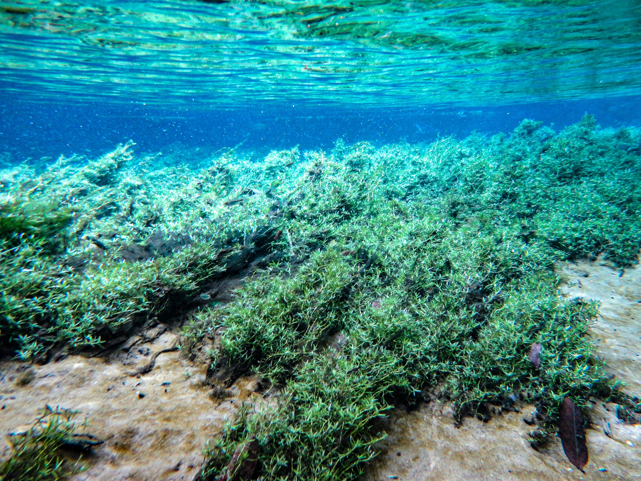 Underwater photograph of a seagrass meadow carpeting the sandy seabed beneath a sunlit turquoise surface.