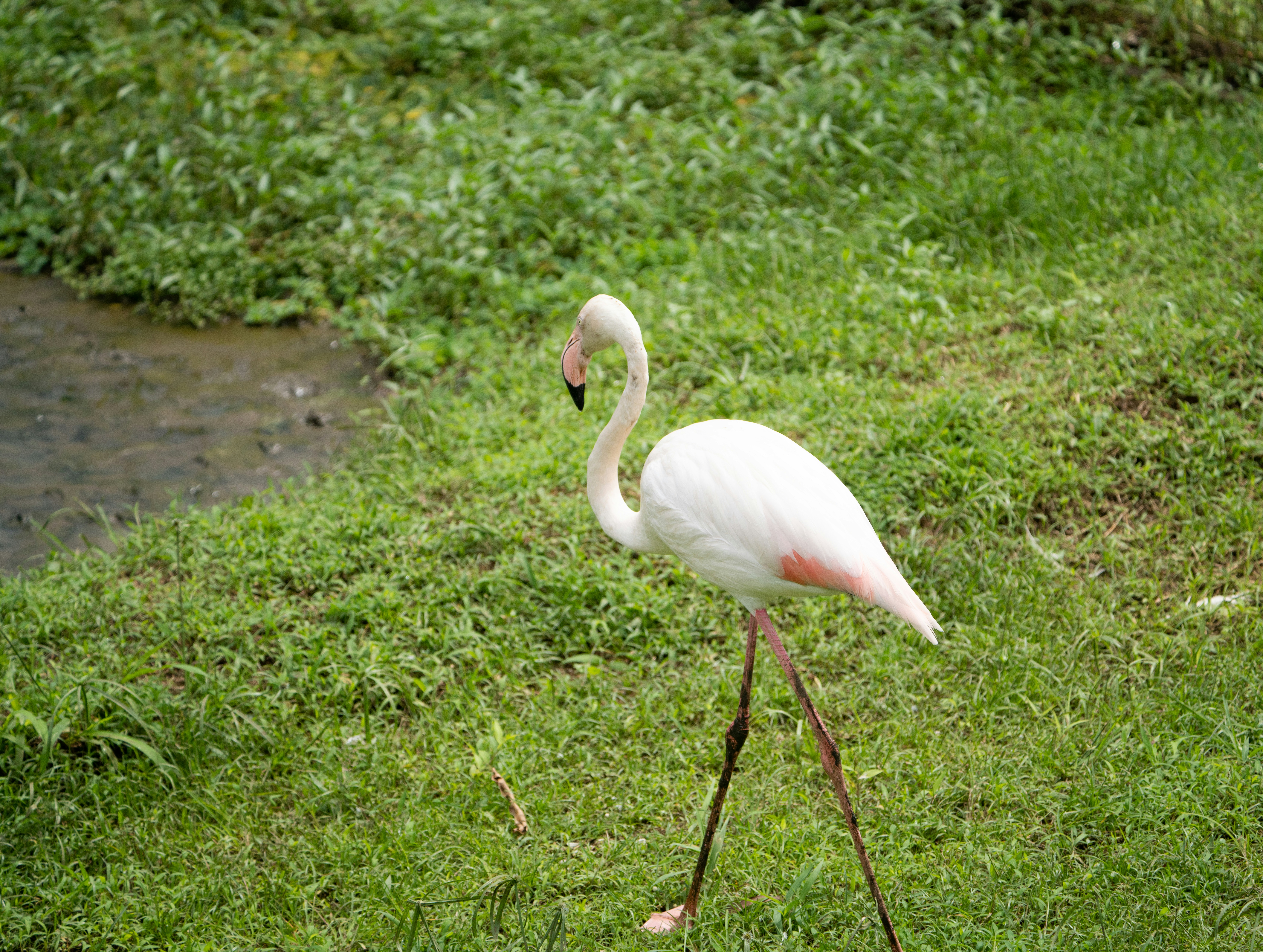 Meadow Pause: Flamingo by the Riverside Greens