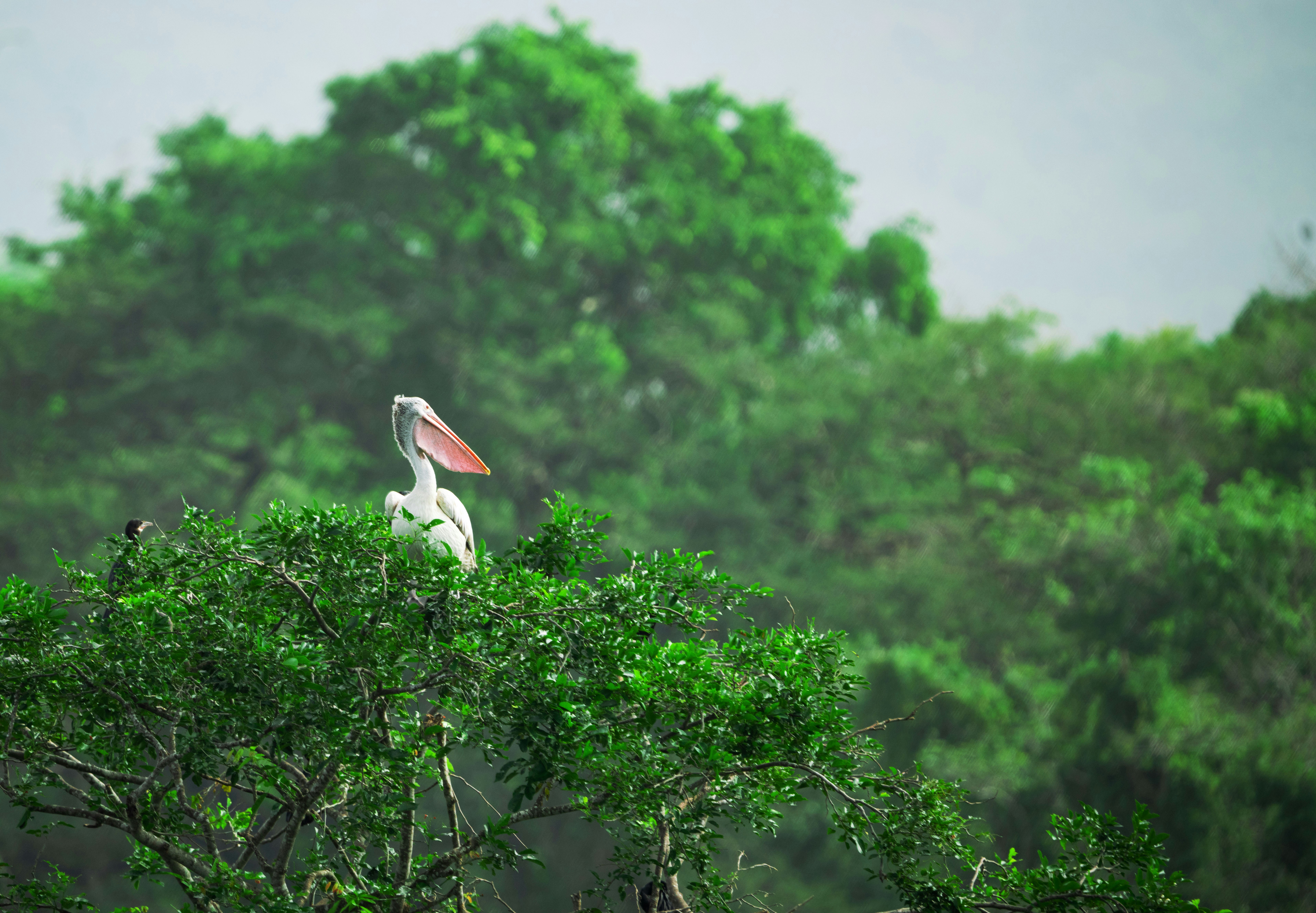 Pelican Above the Canopy: A Quiet Green Vista