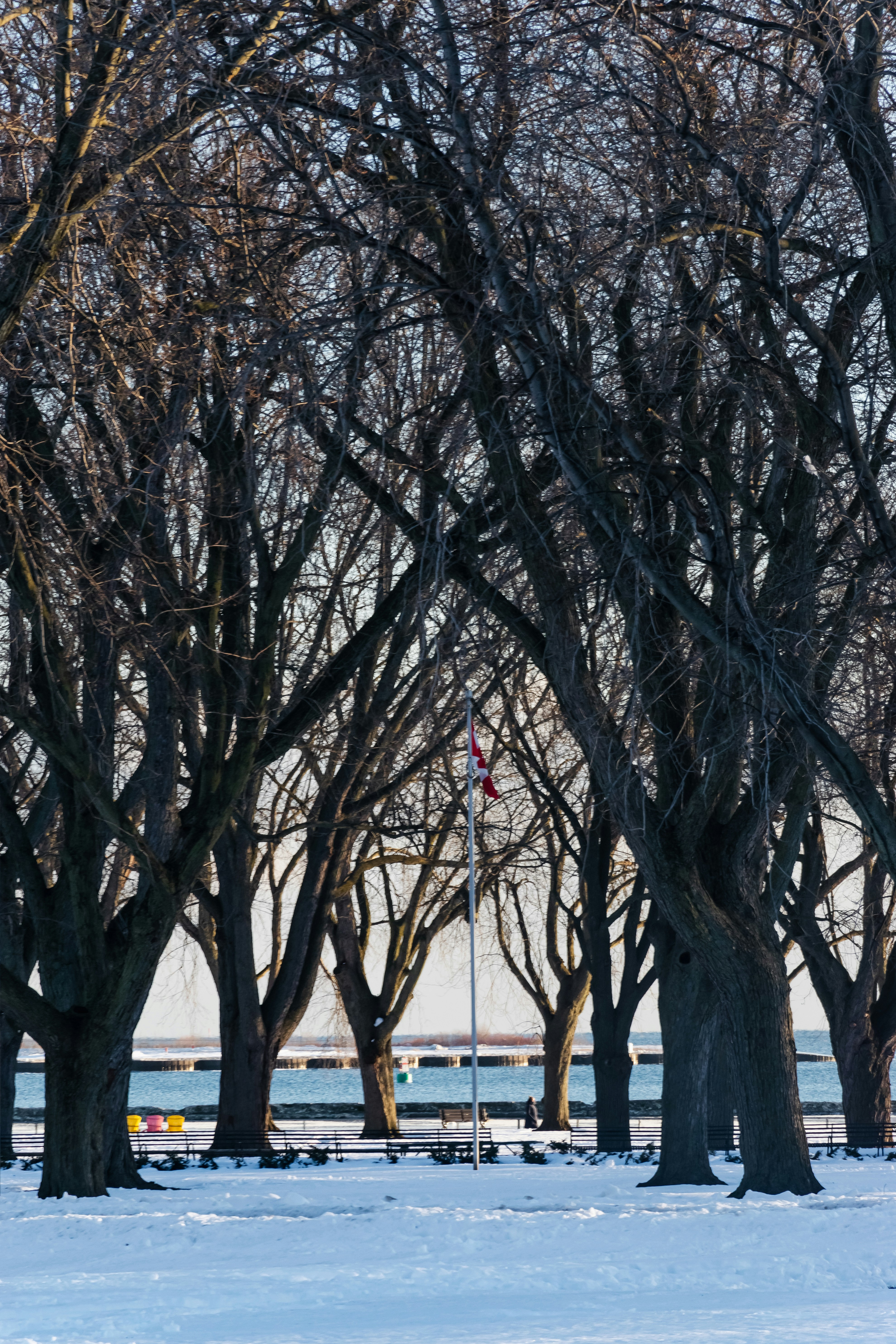 Winter Calm Under the Leafless Canopy by the Pier