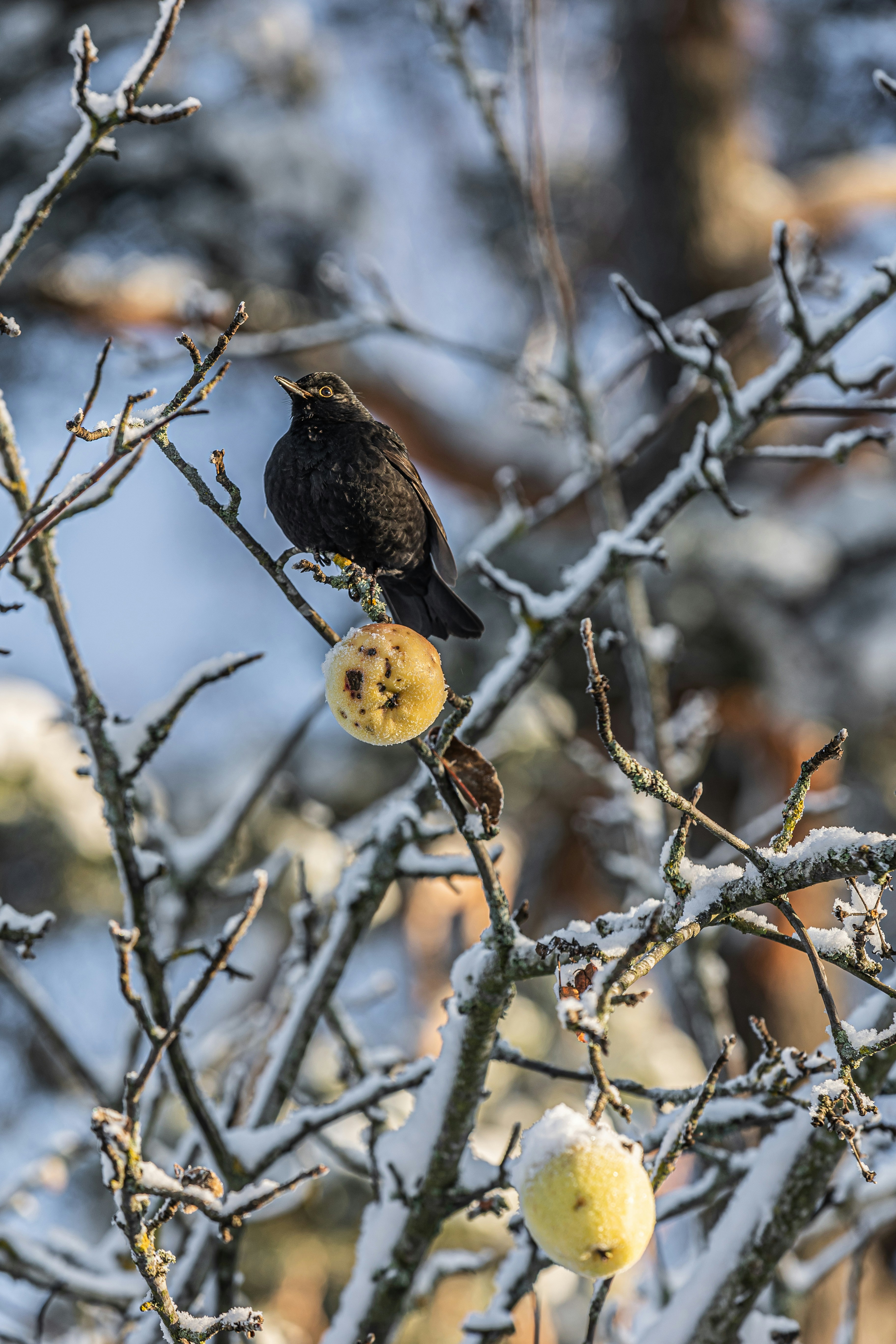 Midwinter Blackbird on a Frost-Kissed Apple Branch