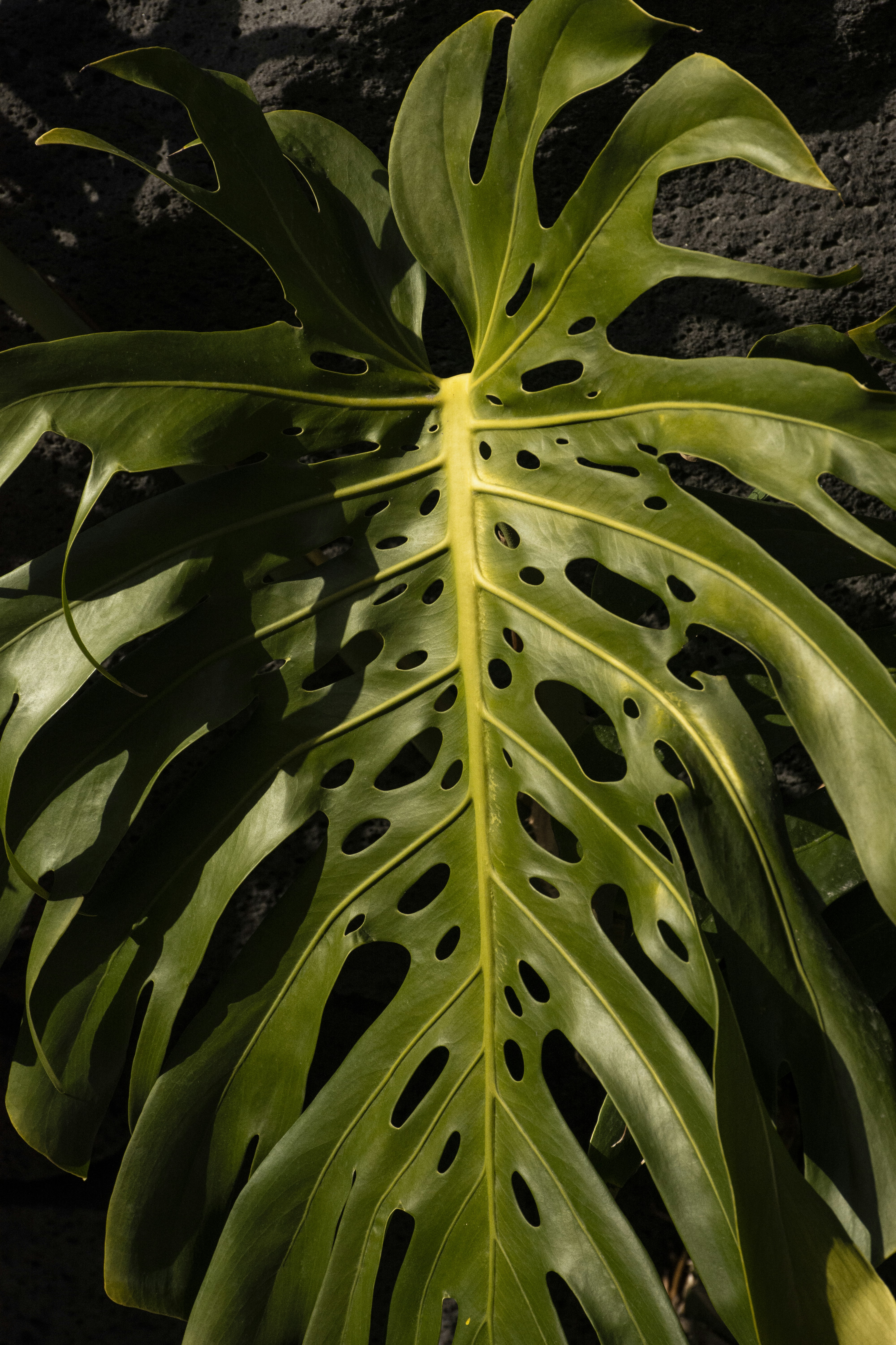 Sunlit Monstera Leaf: Luminous Openings and Shadowed Grooves
