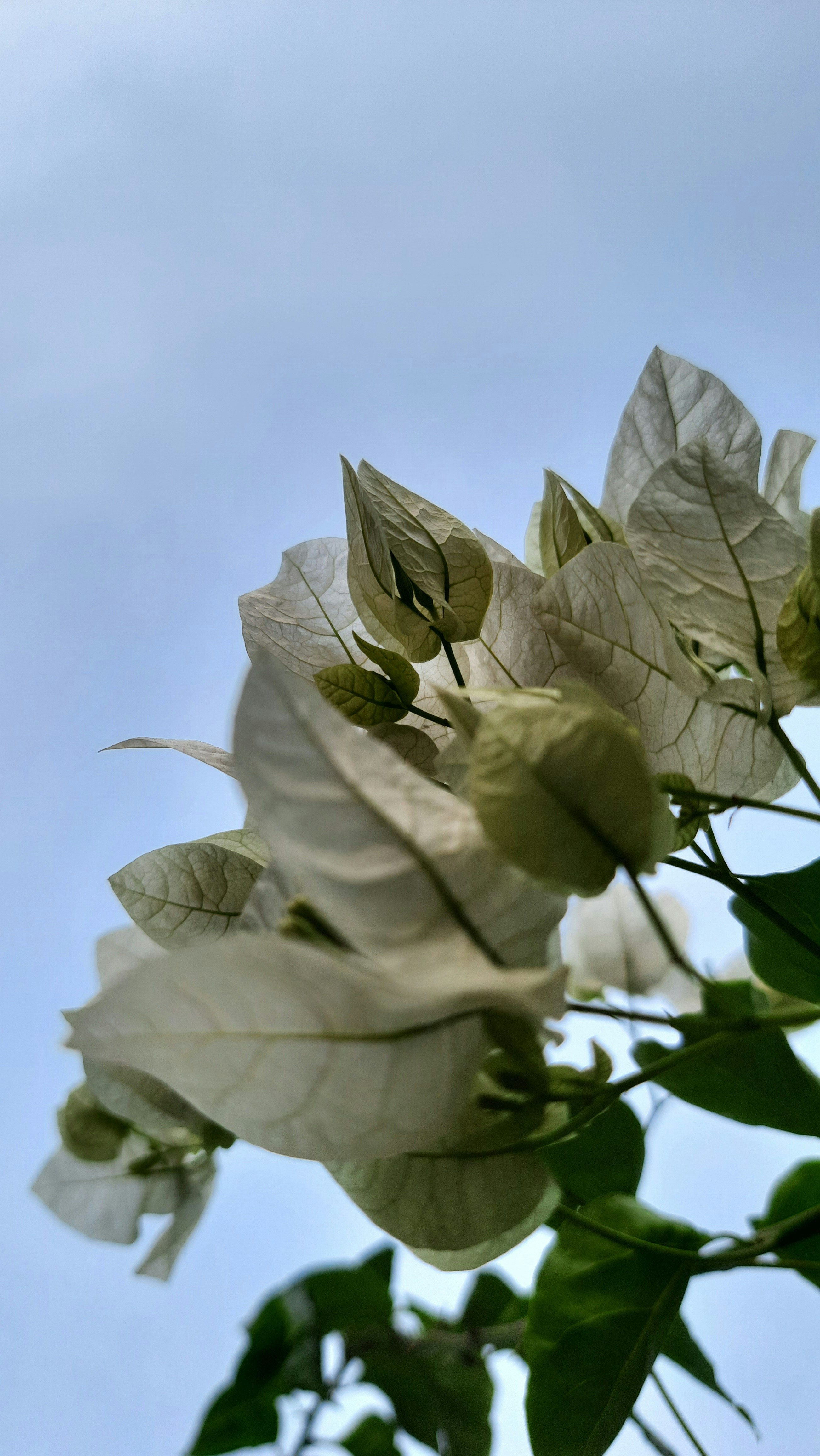 Close-up of pale, veined leaves against a clear blue sky, reaching upward.