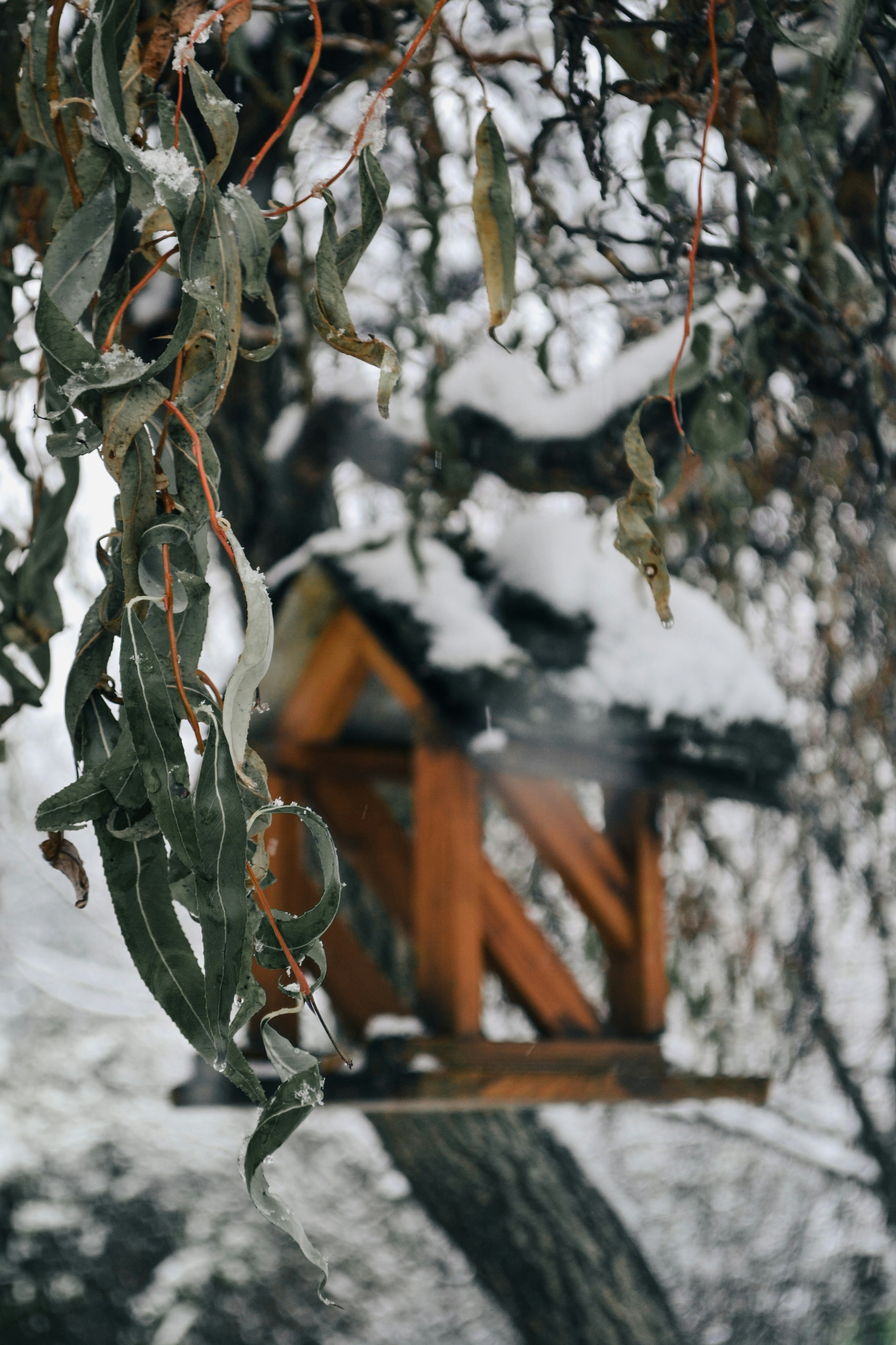 Snow-Crowned Lantern: A Wooden Birdhouse Beneath Icy Foliage