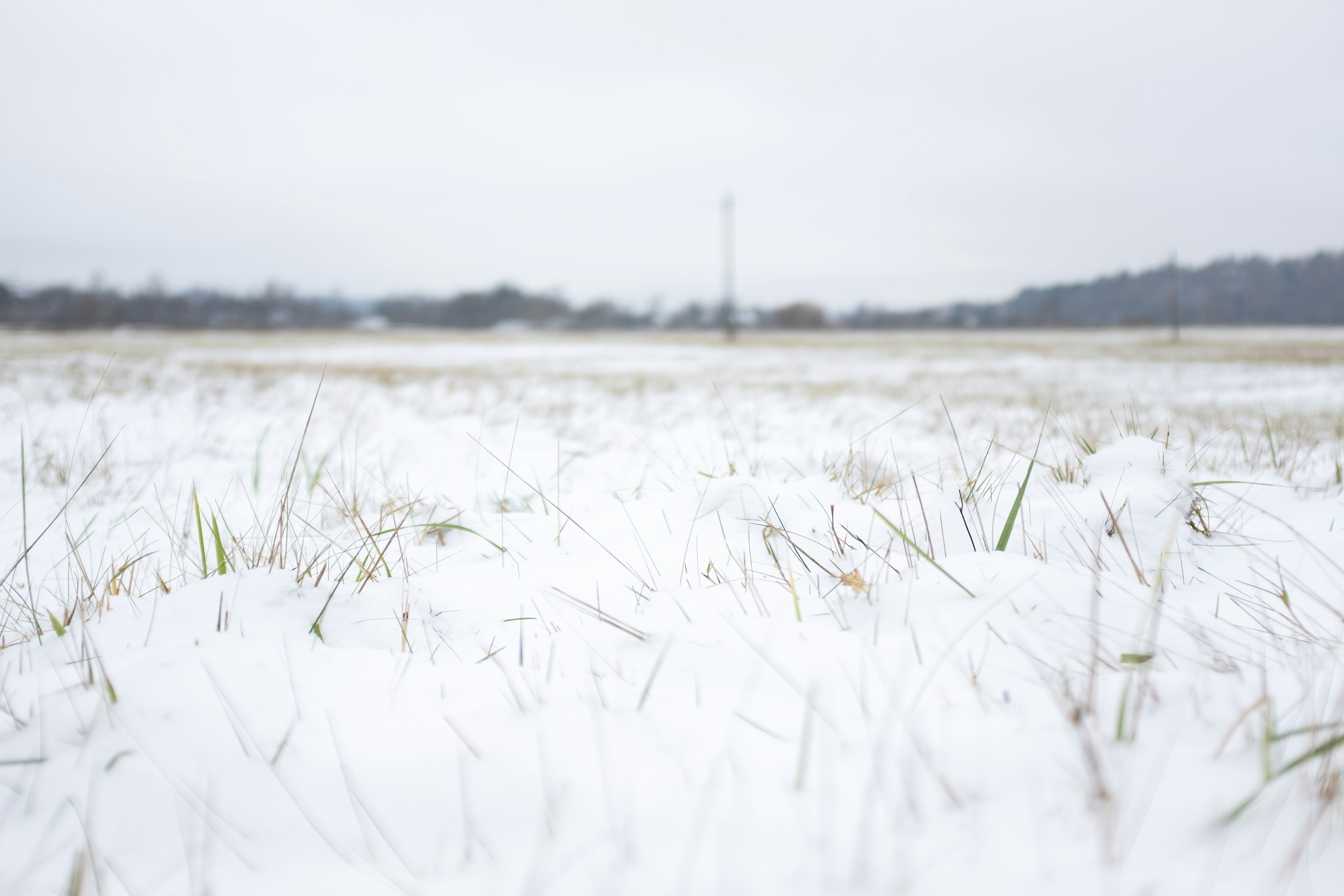 Emerald Blades Defy the White Field