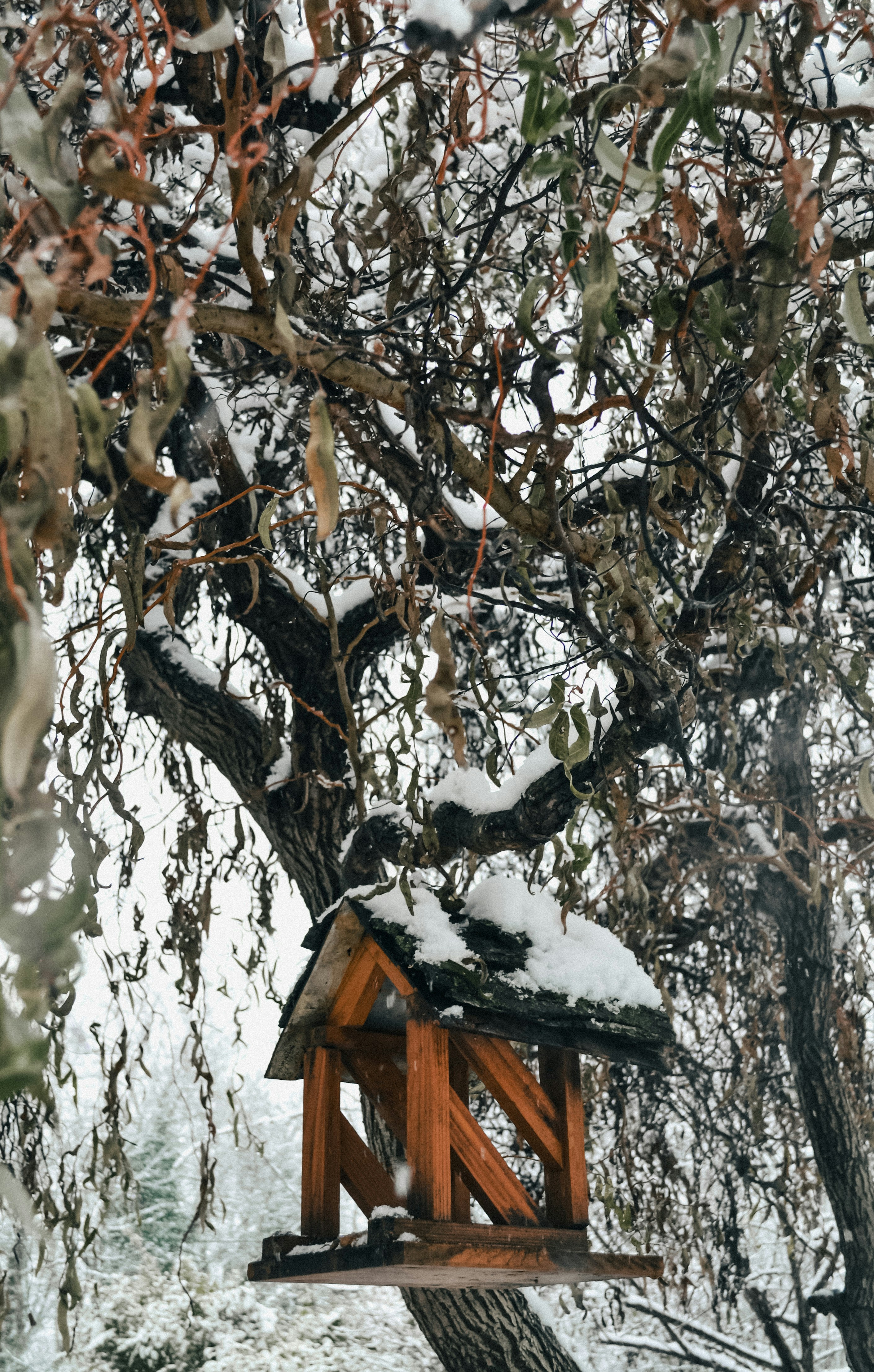 Snowbound Feeder: Wooden Bird Feeder Nestled Among Snow-Dusted Branches