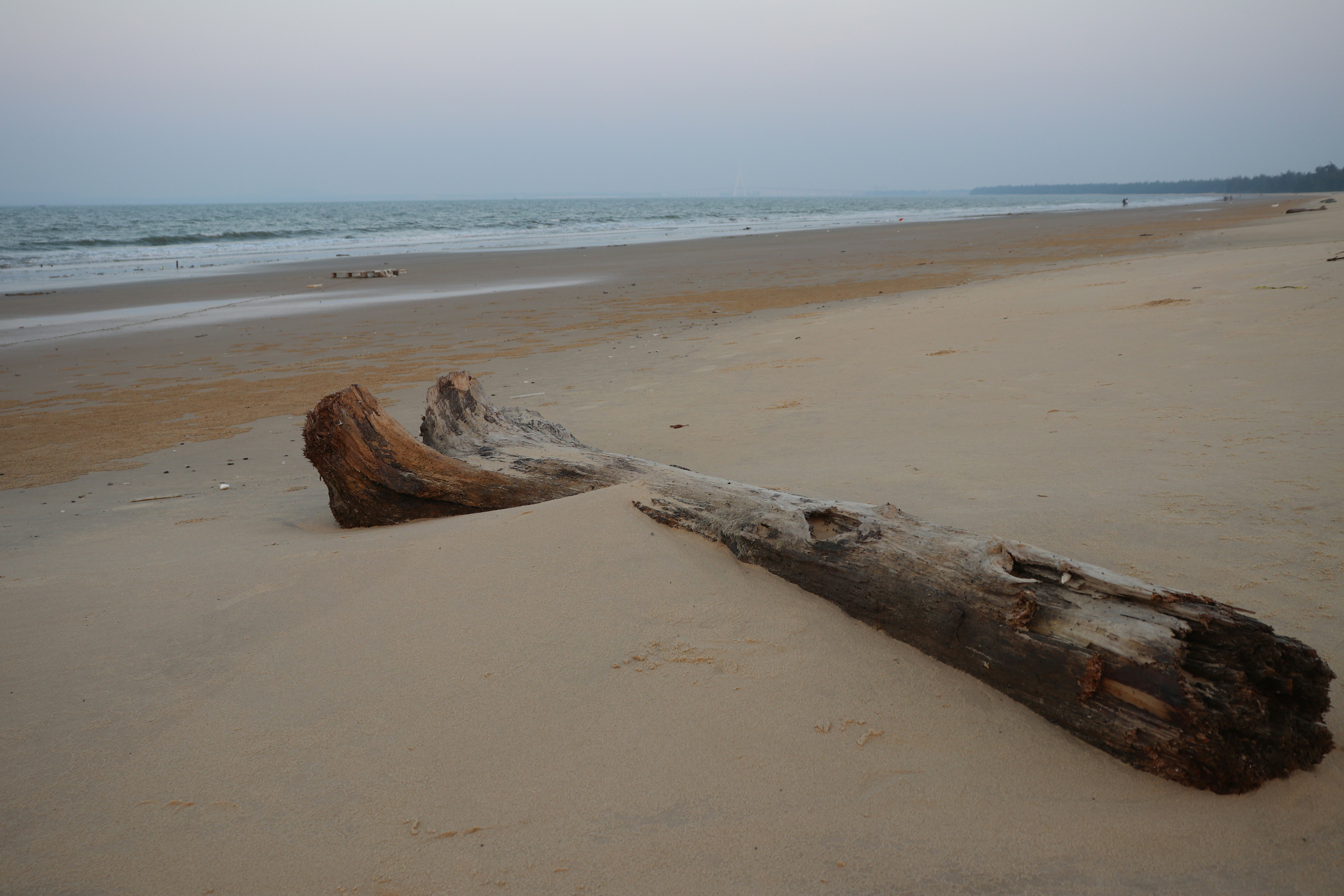 Driftwood on the Quiet Shore: Weathered Log Stretching Toward a Pale Horizon