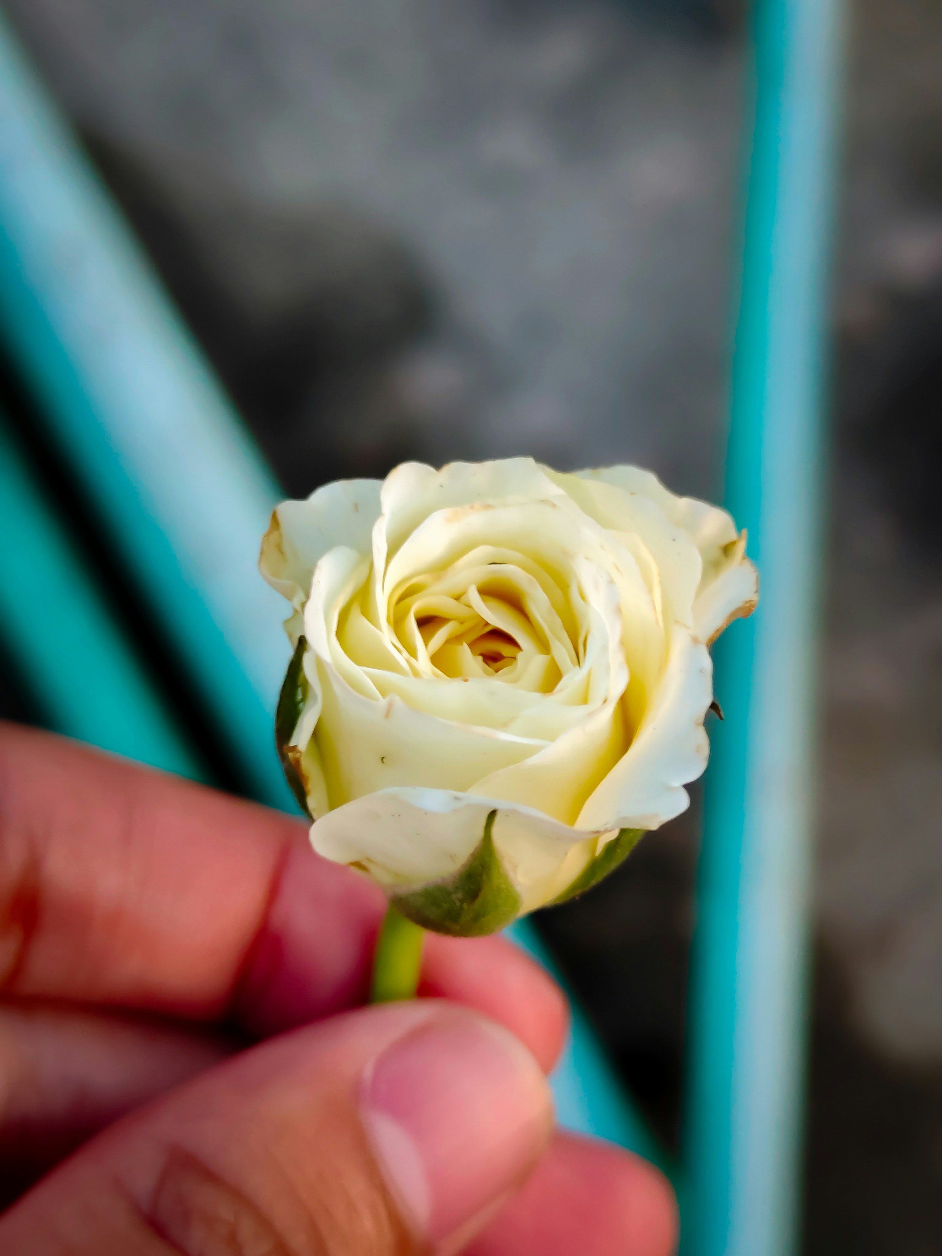 A person holding a white rose in their hand photo – Free Rose Image on ...