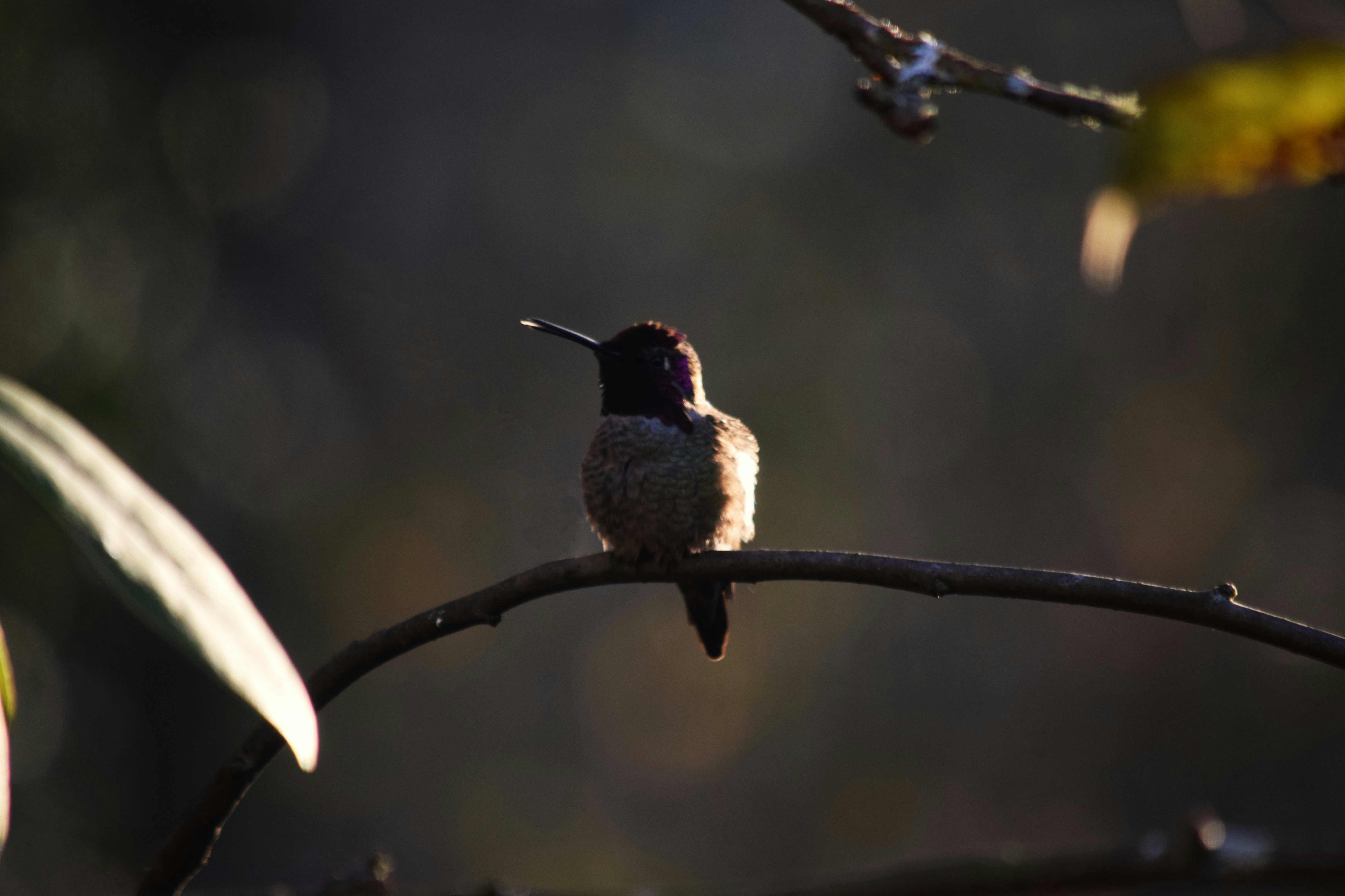 Backlit Hummingbird on a Slender Branch: Quiet Moment in Soft Bokeh