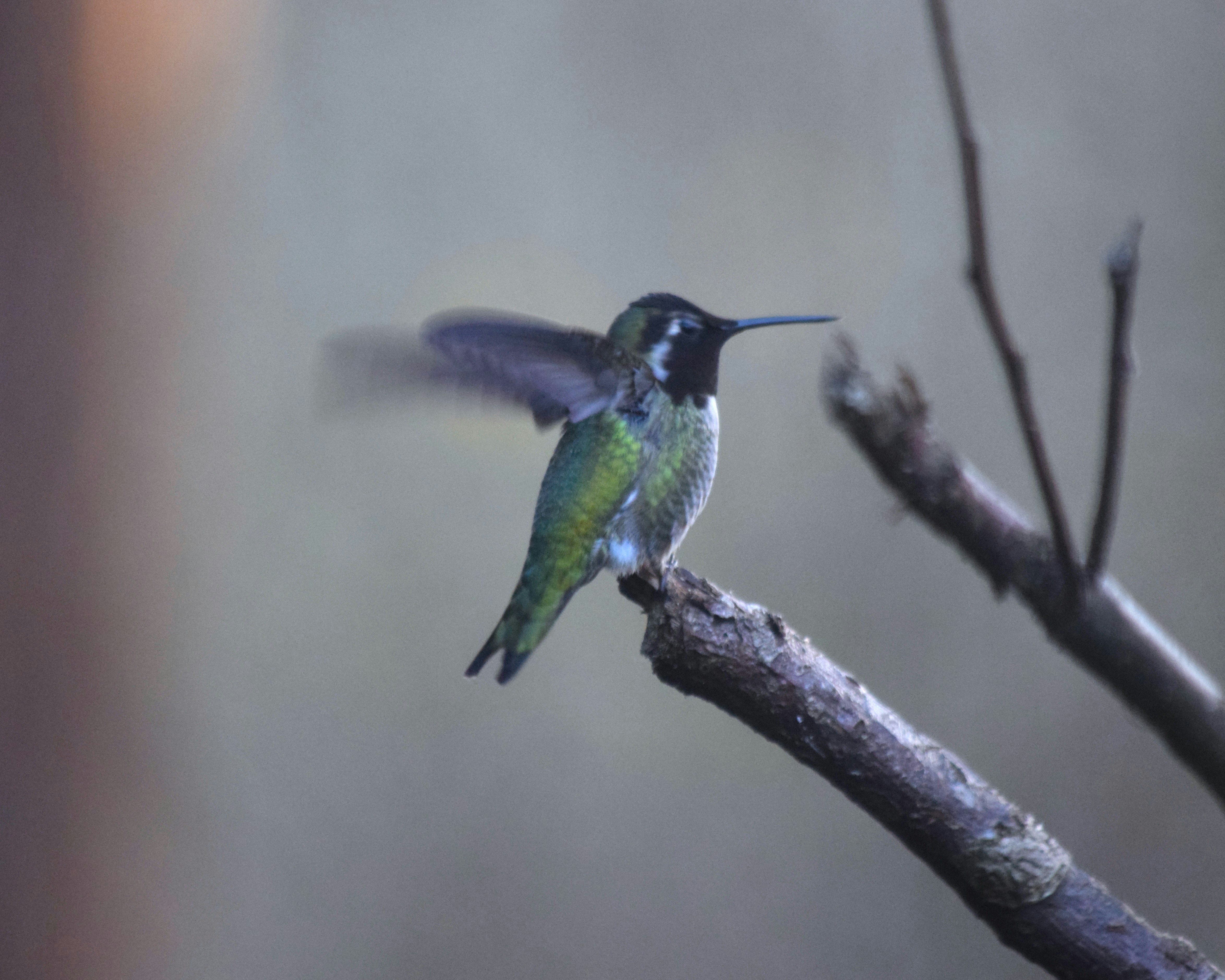 Emerald-Throated Hummingbird Perched on a Weathered Branch