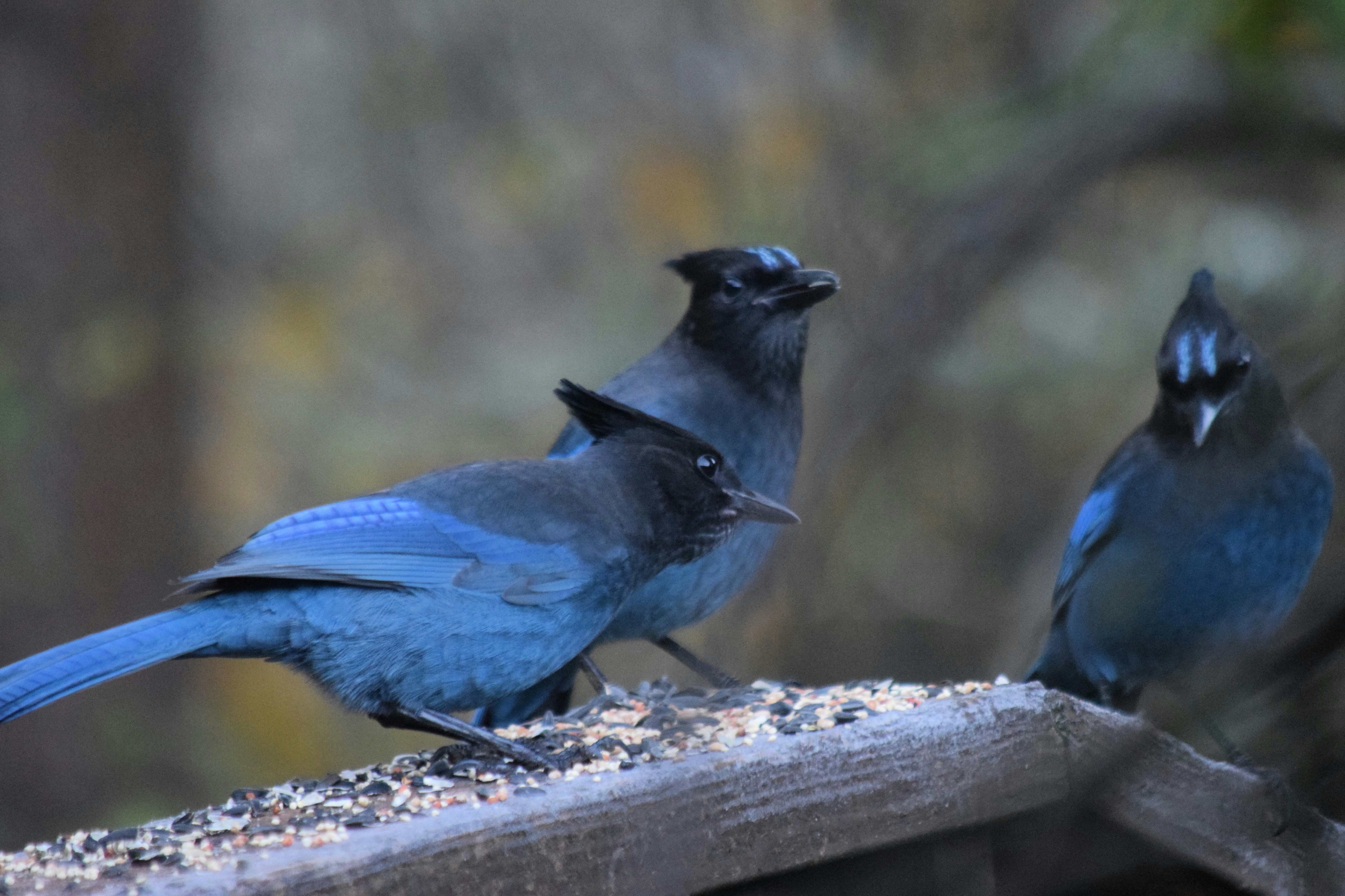 Mid-Meal Chorus: Blue Jays Perched Over a Seeded Log
