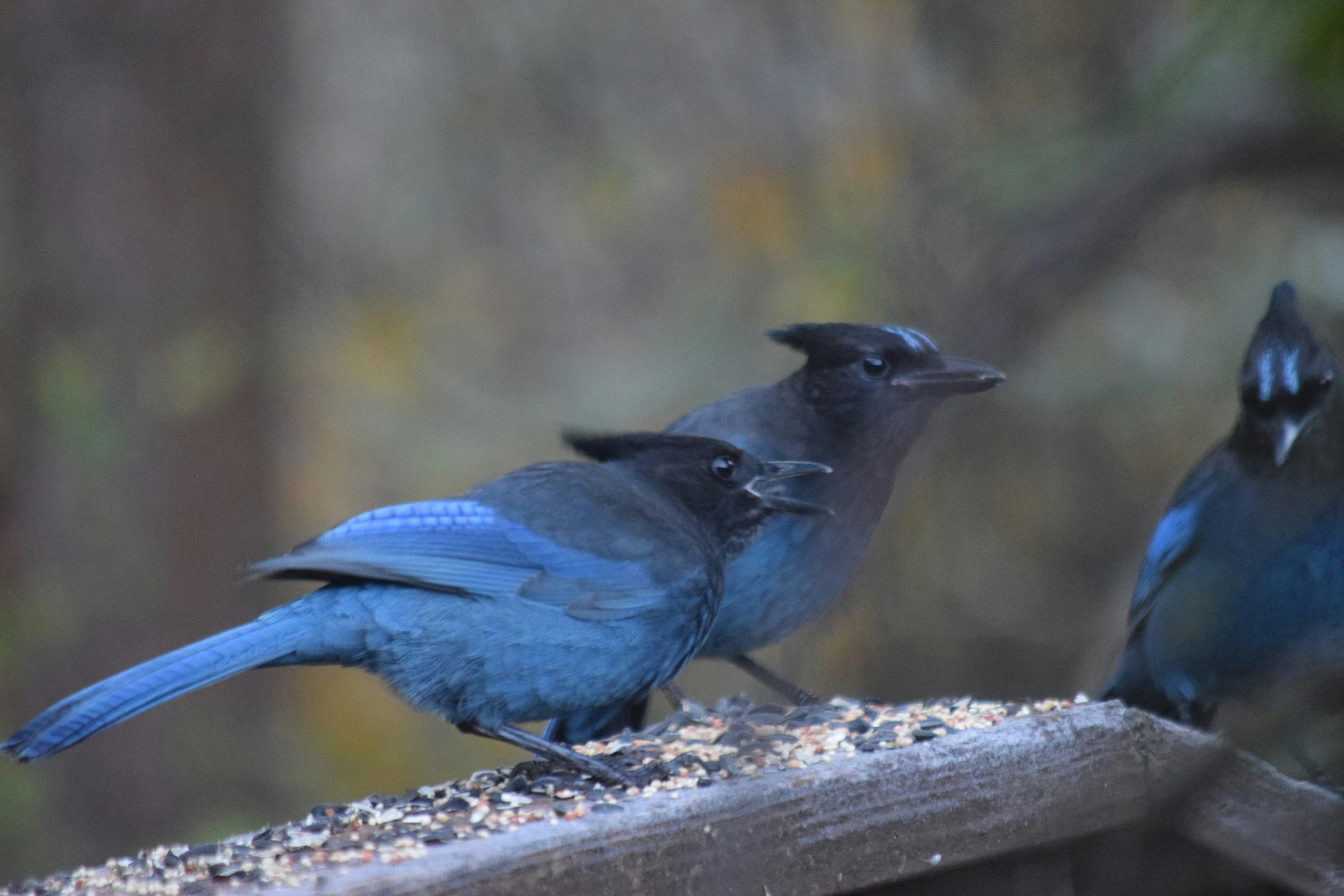 Trio of blue-gray birds perches on a seed-speckled railing