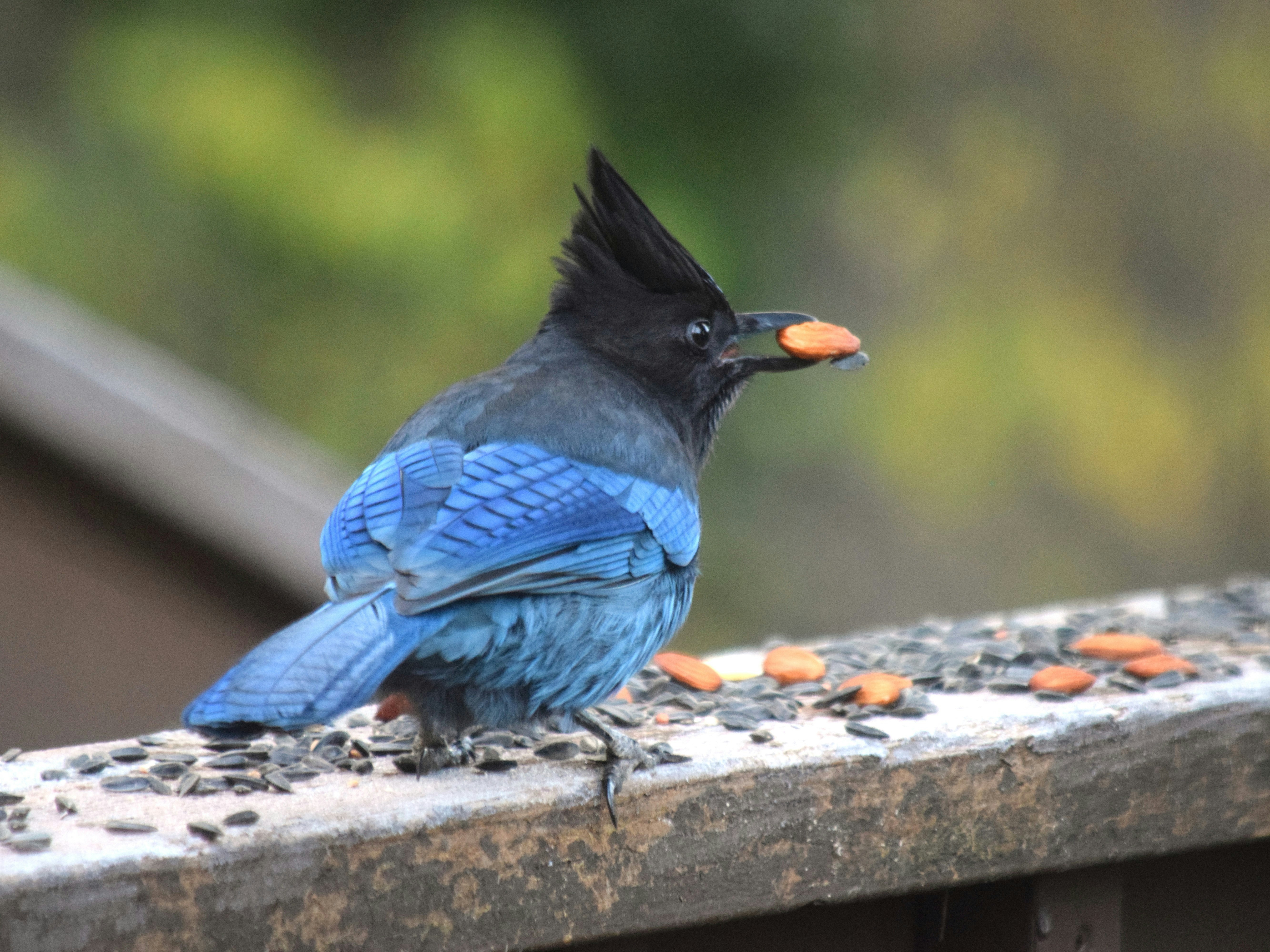 Azure Crest on a Weathered Rail: A Steller's Jay Grasping a Seed