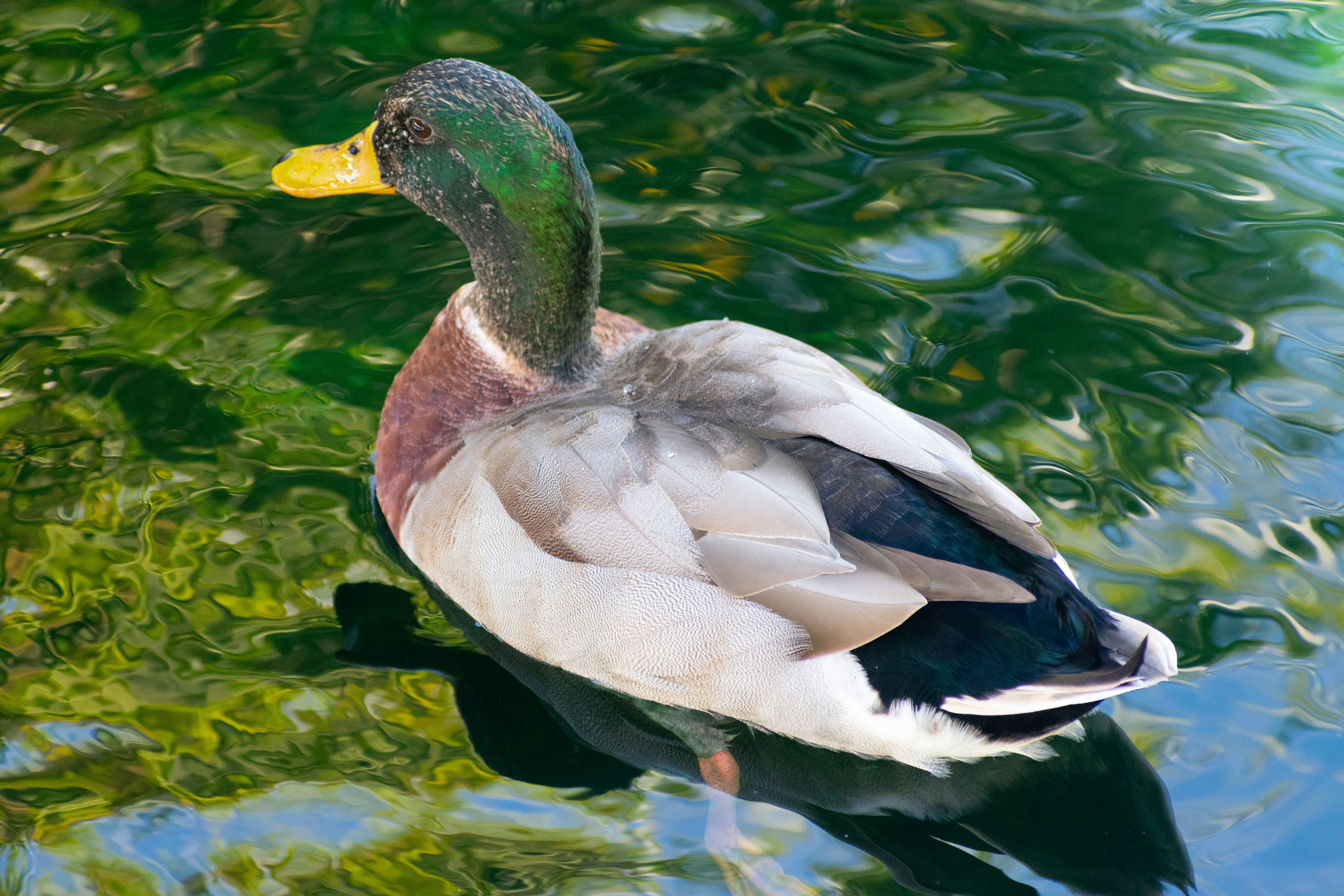 Mallard duck gliding gracefully across a shimmering pond, surrounded by vibrant green reflections.