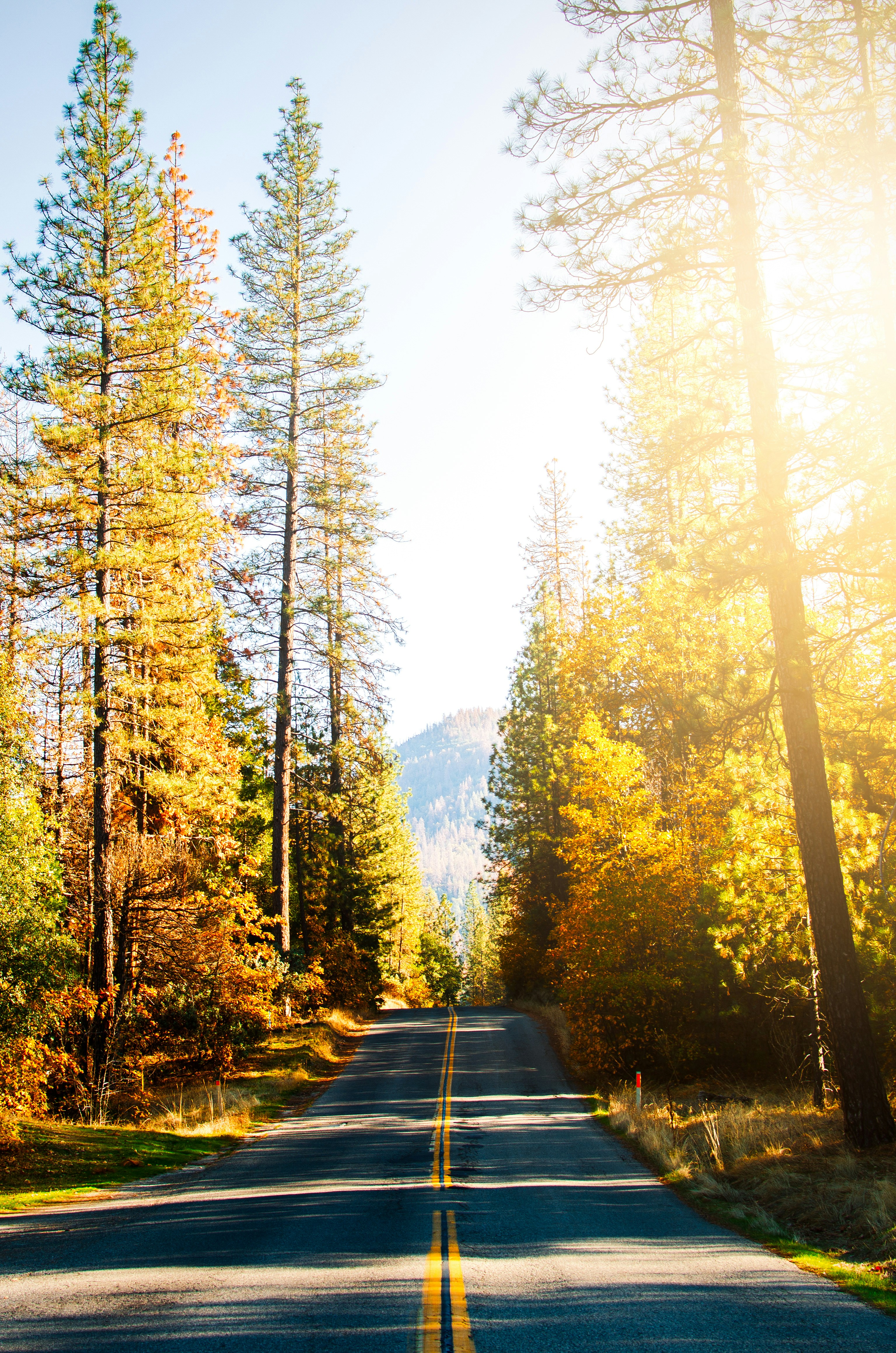 Golden Road Through a Pine Cathedral at Daybreak