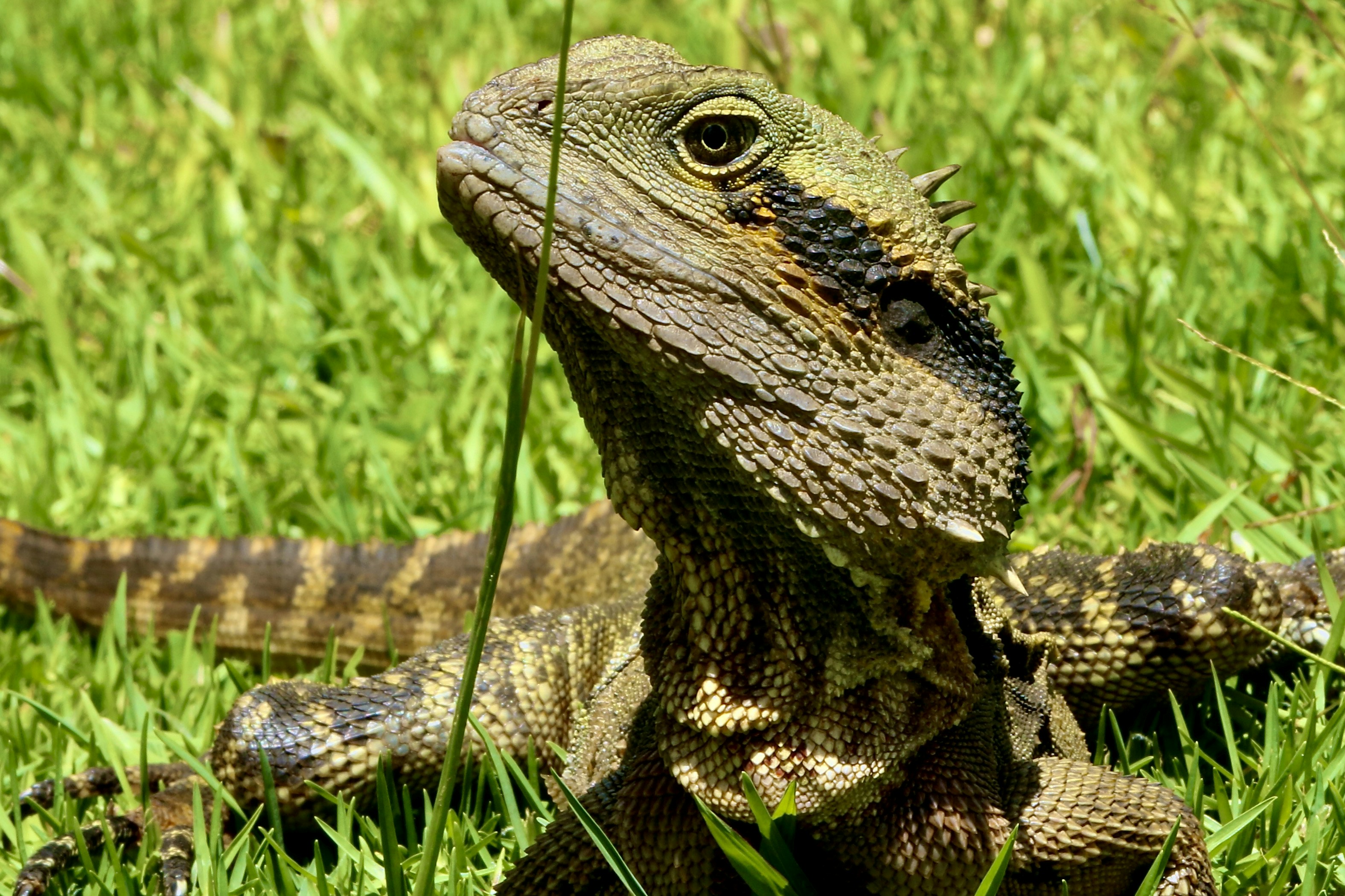 Close-Up on a Stance: A Coral-Scaled Lizard Emerging from the Grasses