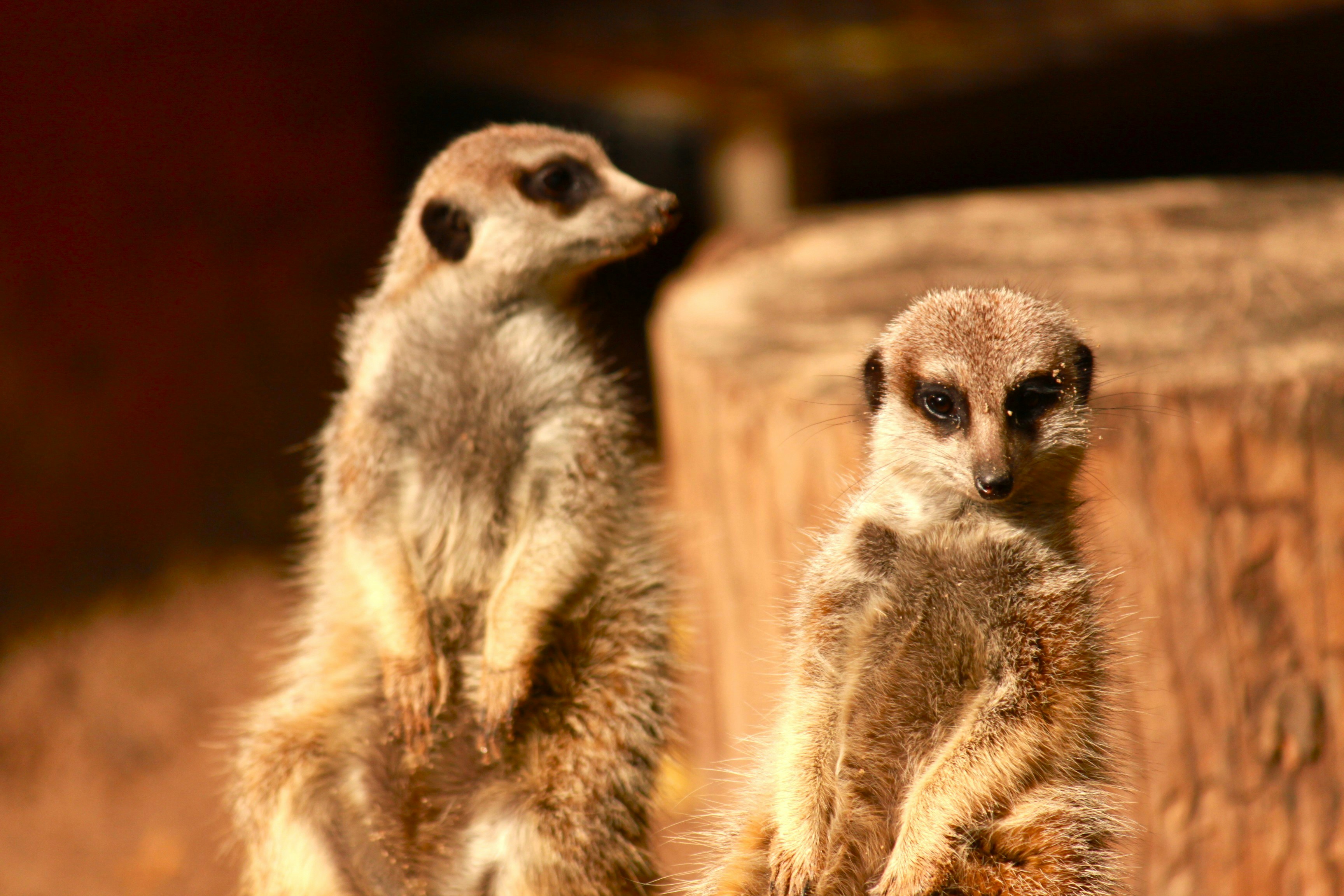 Amber Sentinels: Two Meerkats Postured in Sunlit Silence