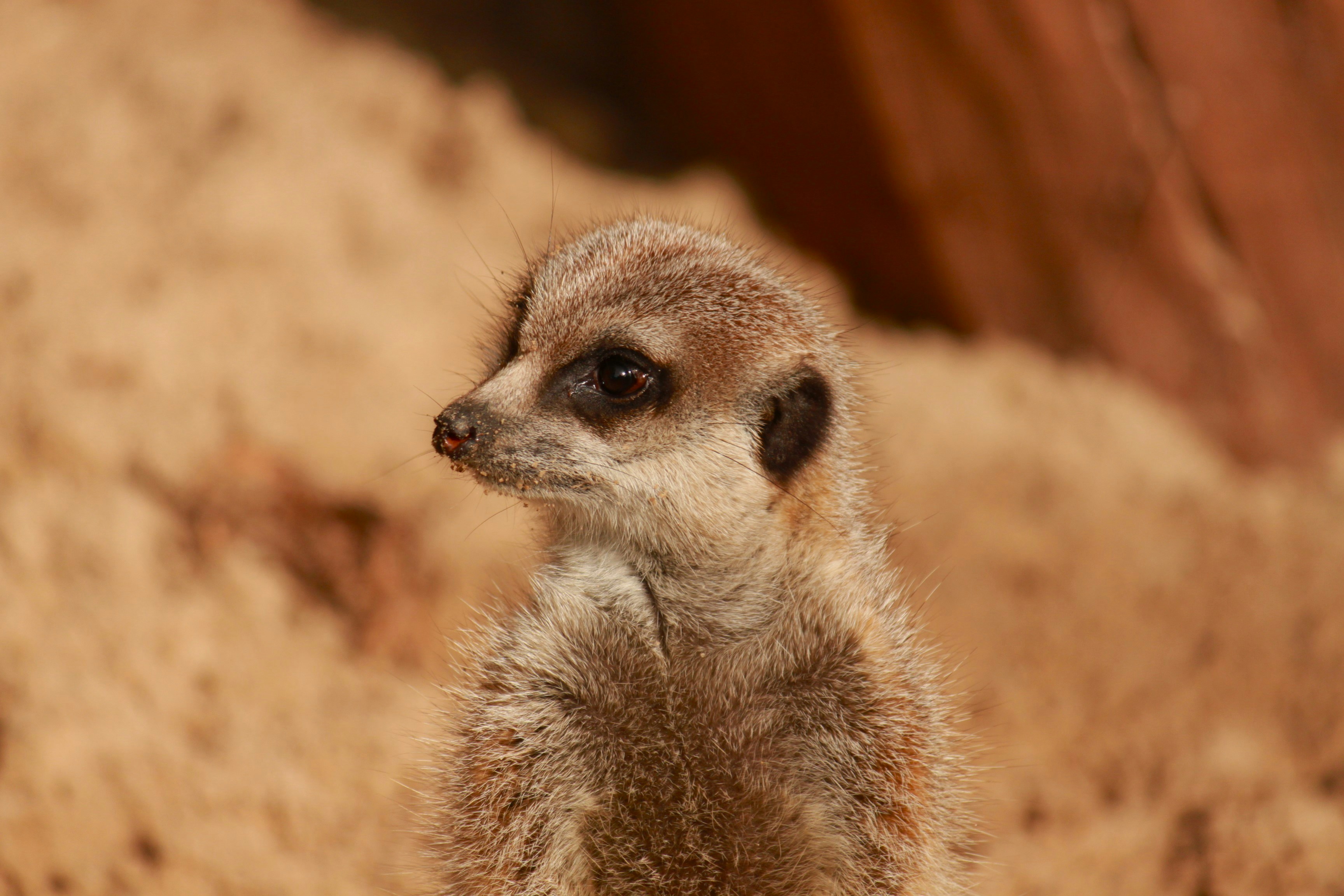 A close up of a small animal on a dirt ground photo – Free Adelaide zoo ...