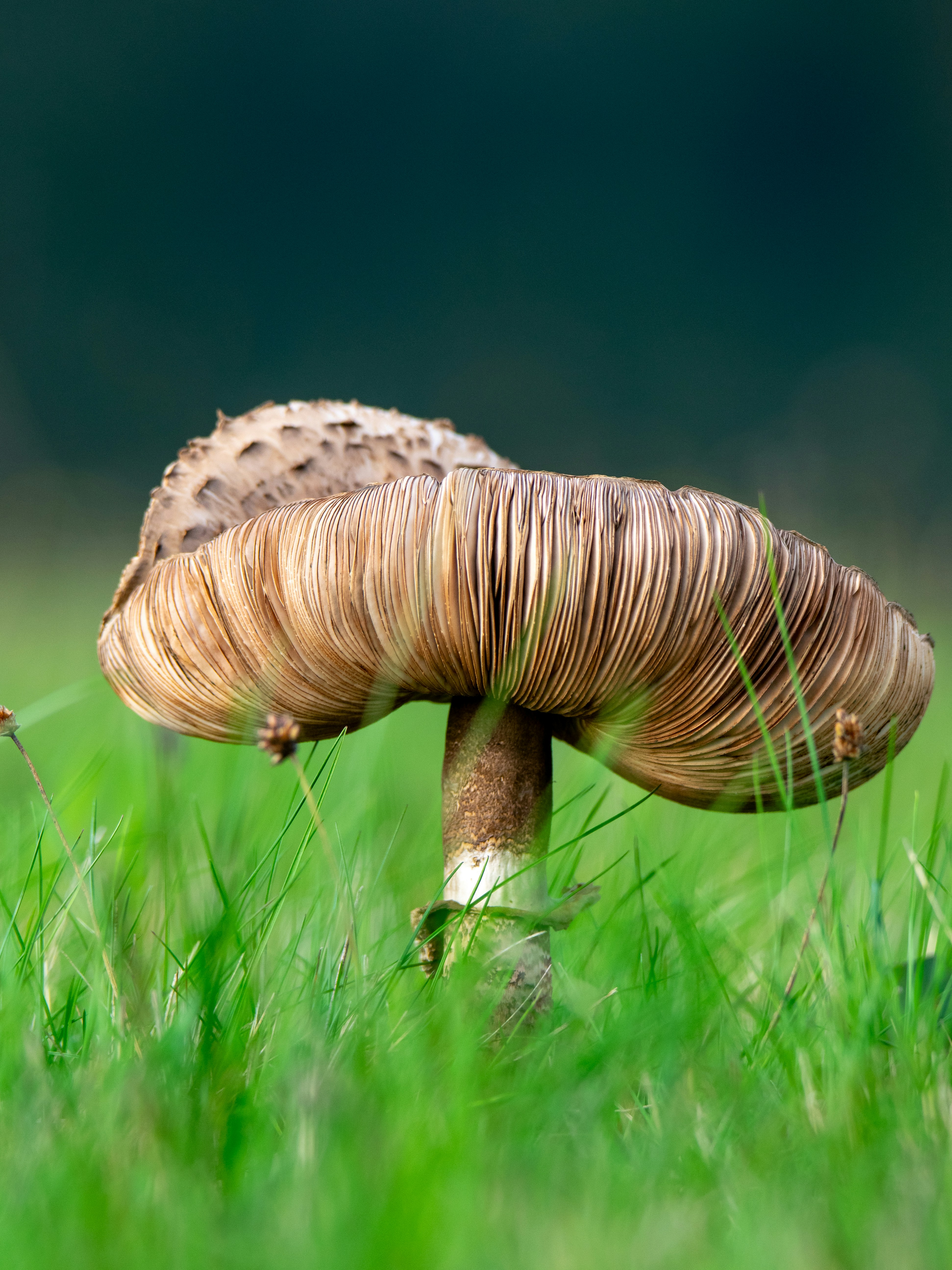 Mushroom with intricate gills rising from lush green grass.