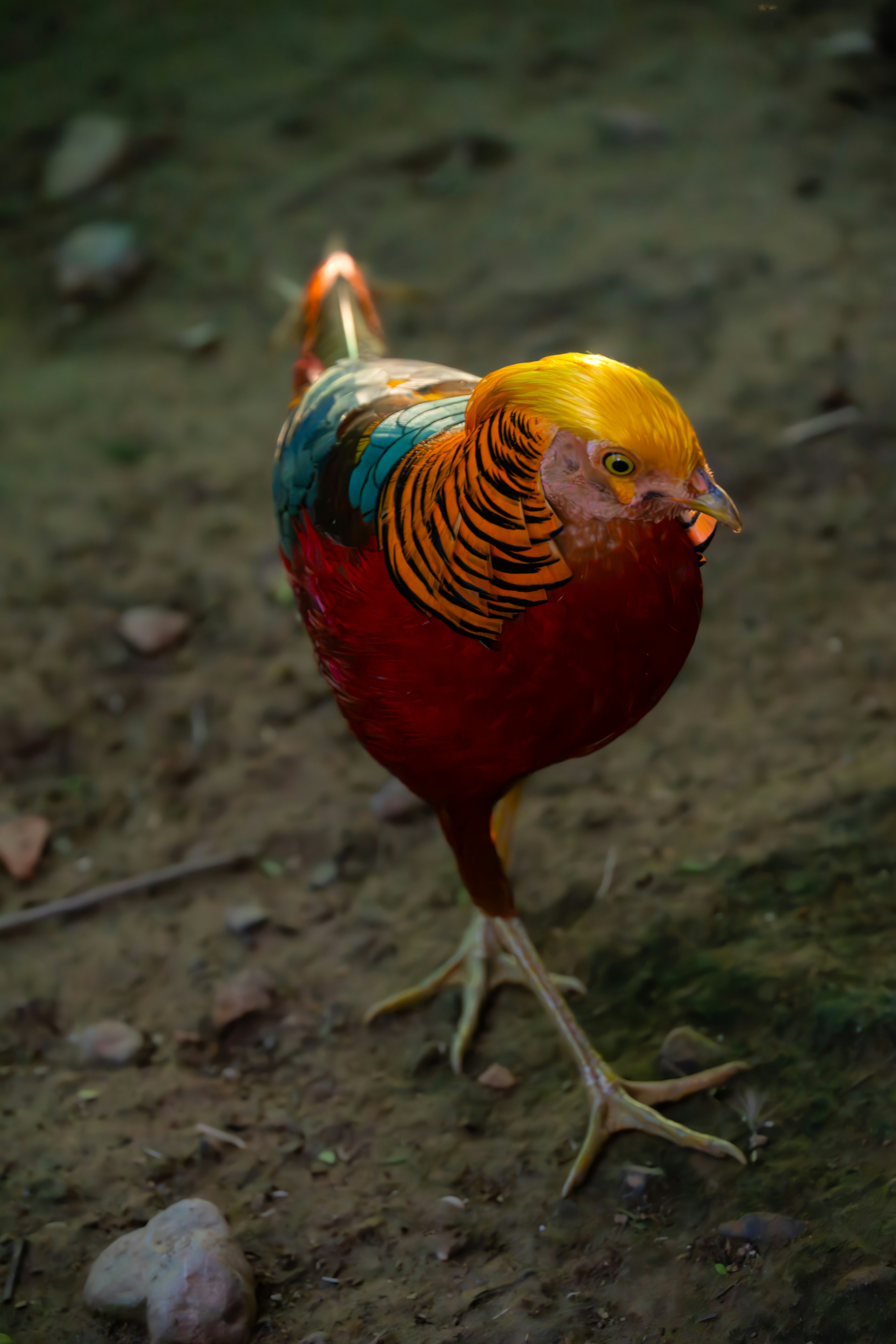Golden Crest on the Forest Floor: A Pheasant in Focus