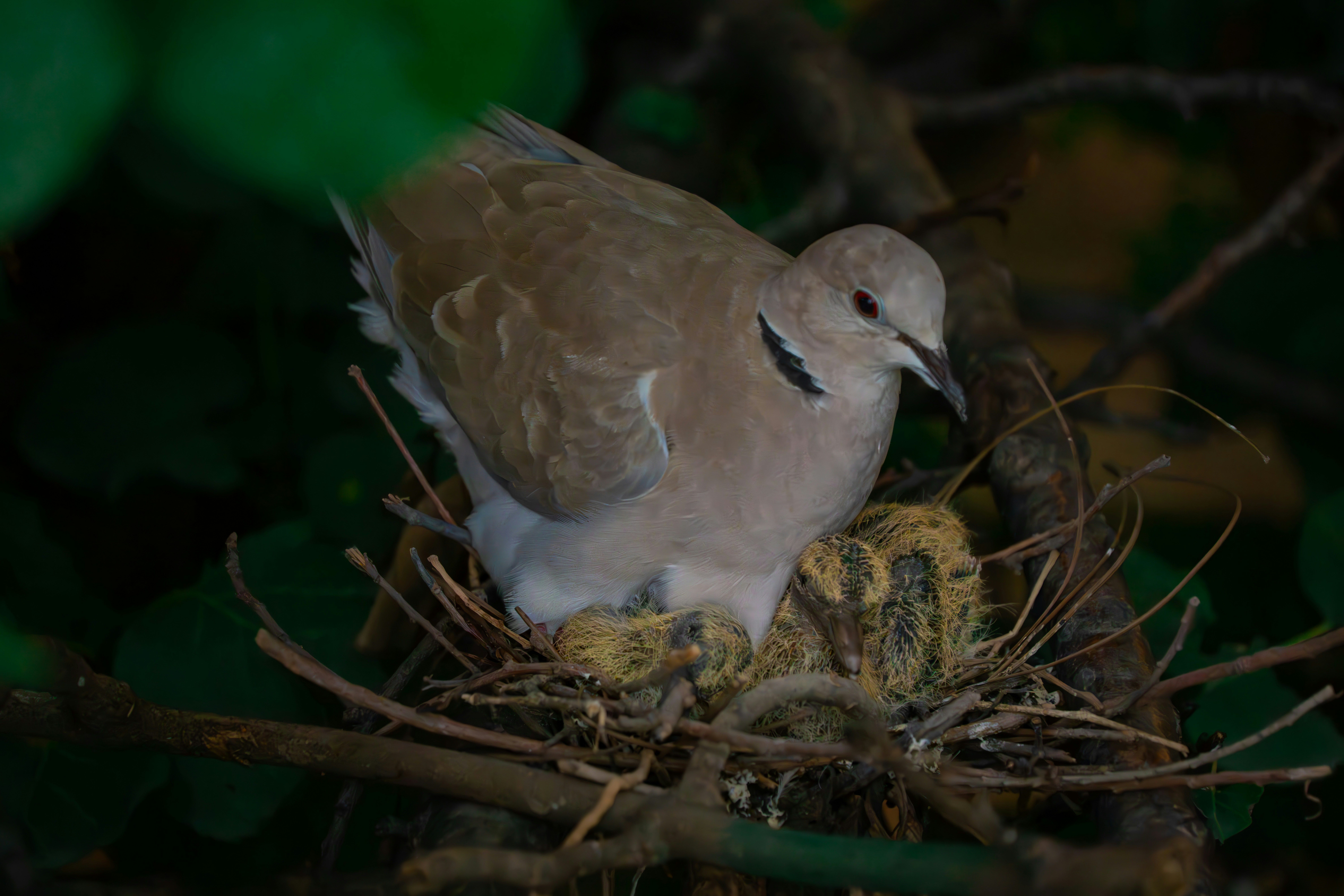 Midnight Nest: A White Dove and Two Chicks Amid Shadowed Branches