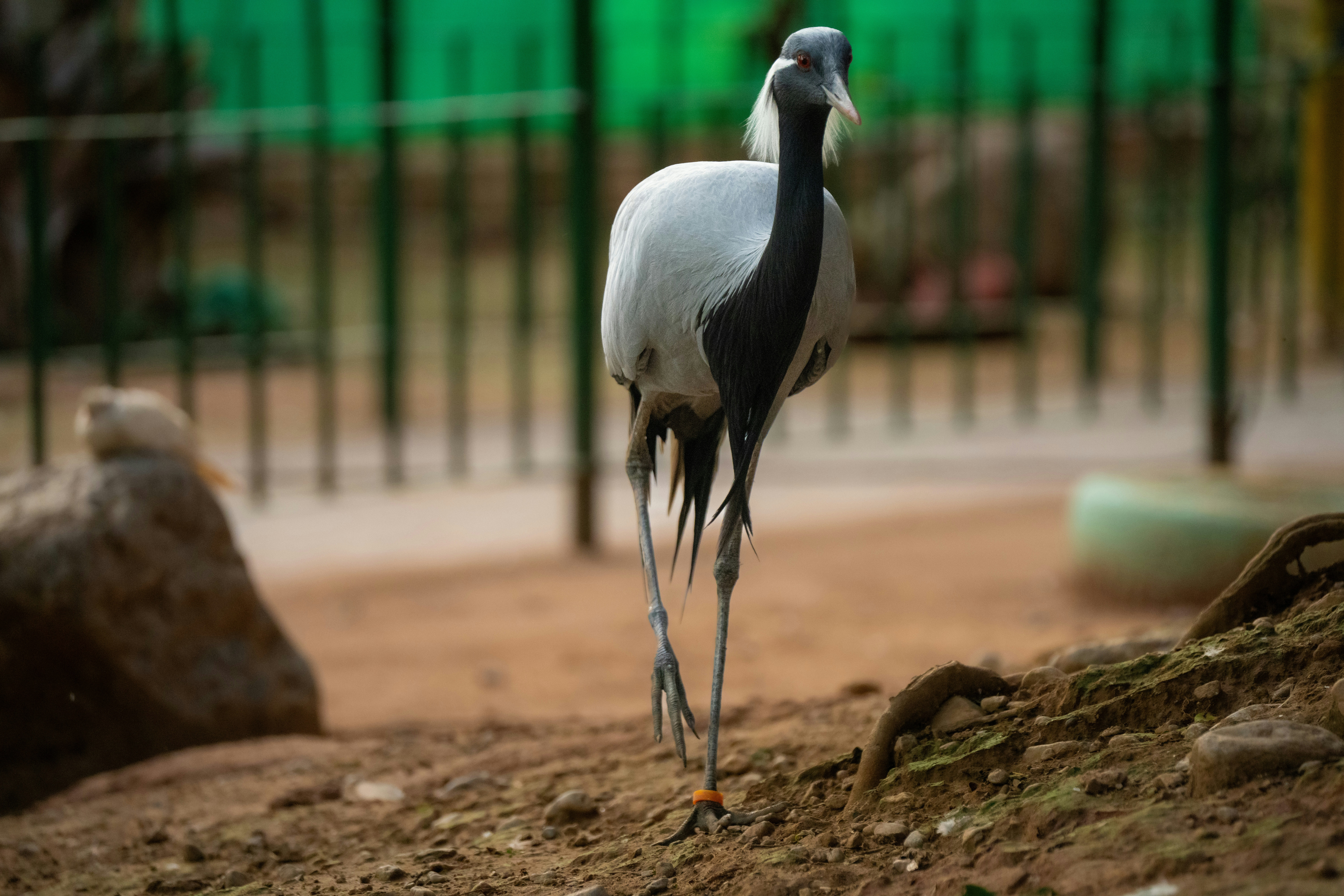 Black-Necked Crane Pauses on Dusty Ground Beneath a Green Fence
